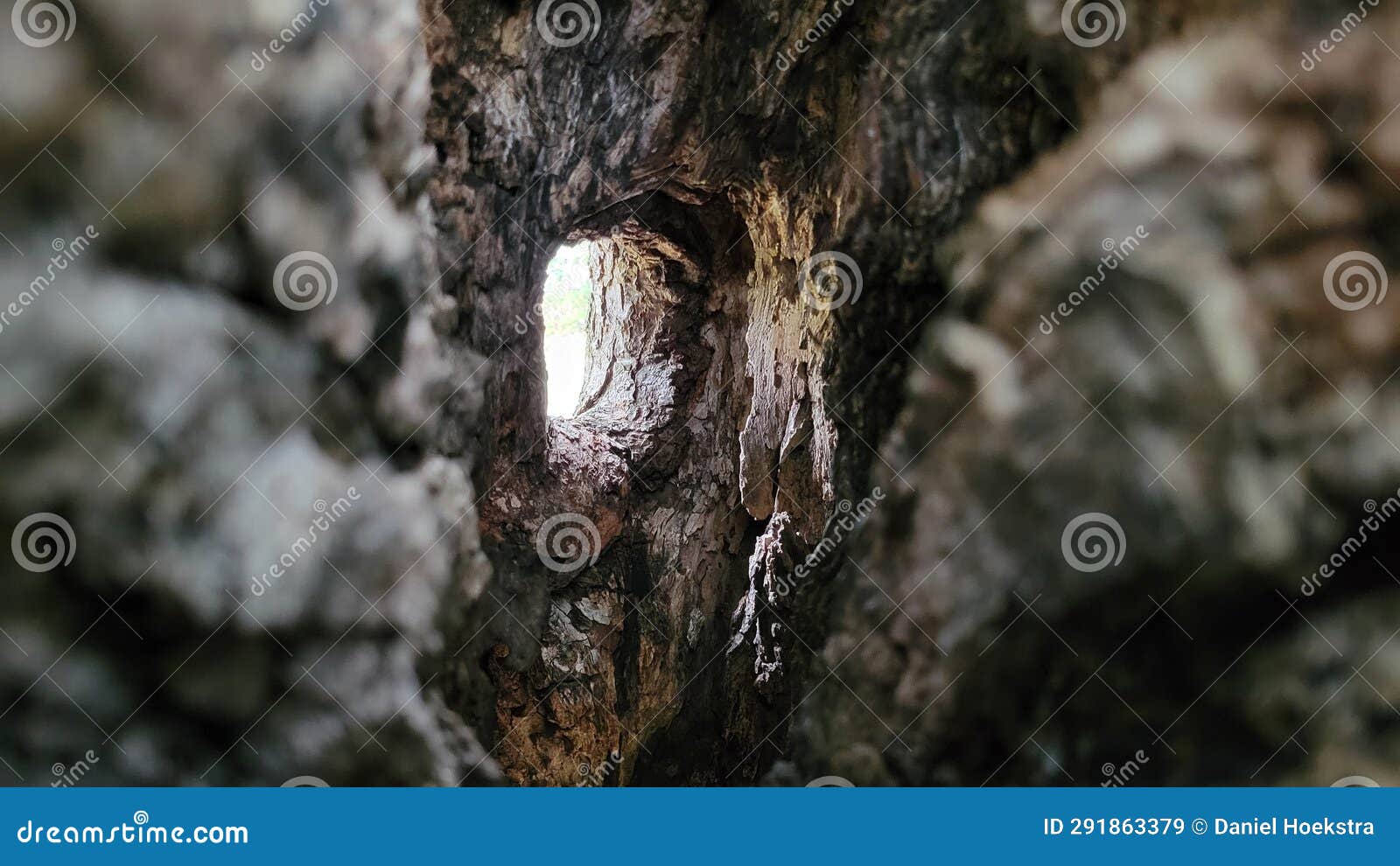 A Hollow Inside an Apple Tree Stock Image - Image of nature, hollow ...