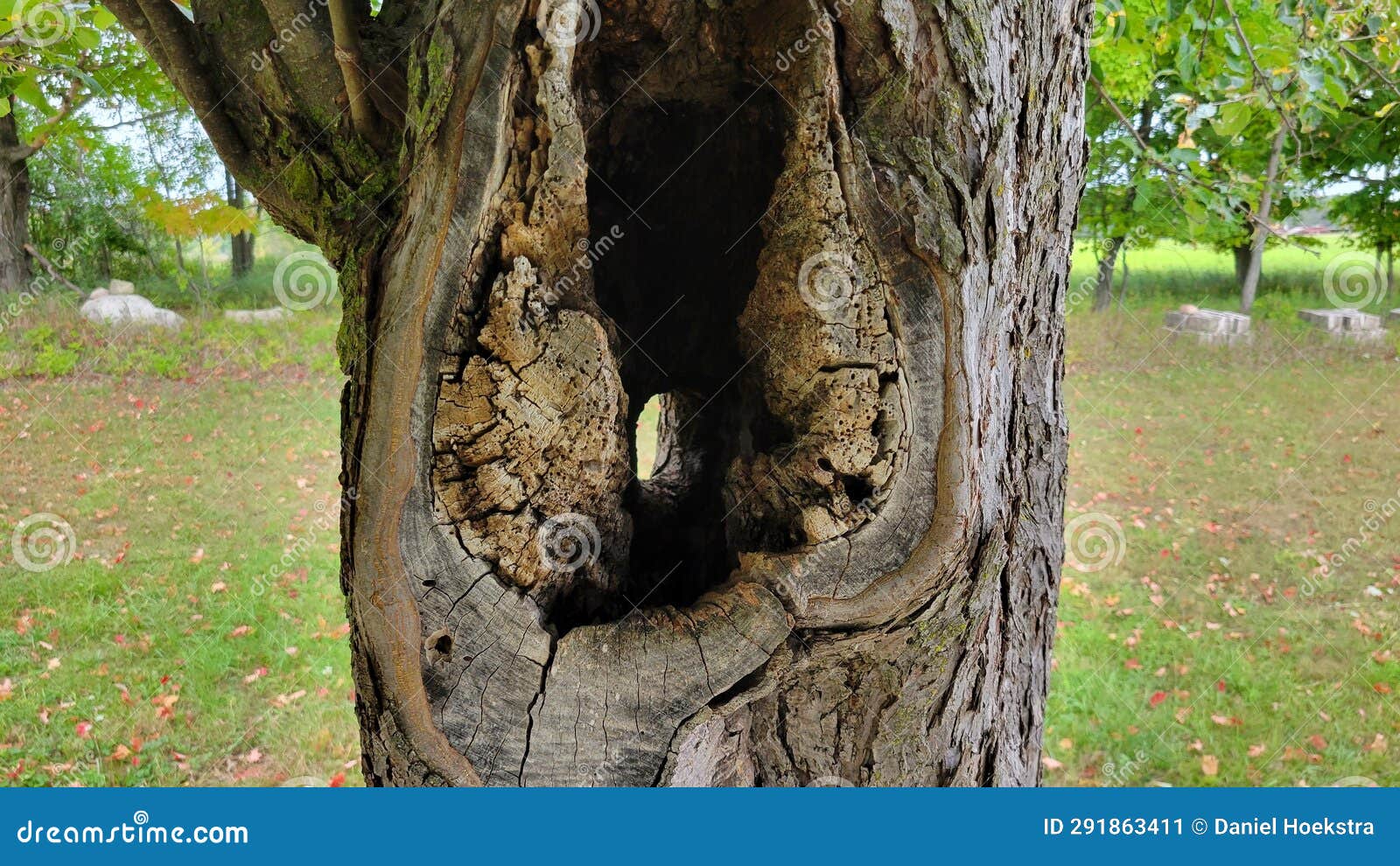 A Hollow Inside an Apple Tree Stock Image - Image of apple, nature ...