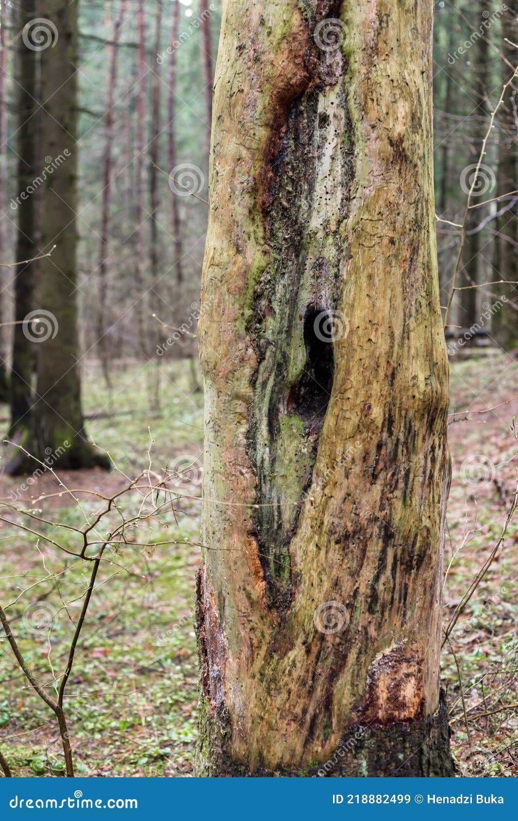 Hollow Inside a Dead Tree in the Forest. Stock Image - Image of crack ...