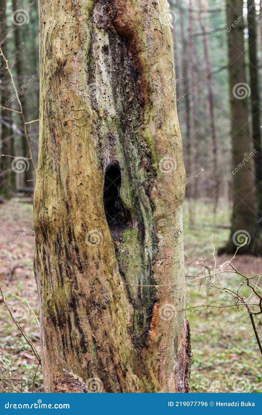 Hollow Inside a Dead Tree in the Forest. Stock Photo - Image of habitat ...
