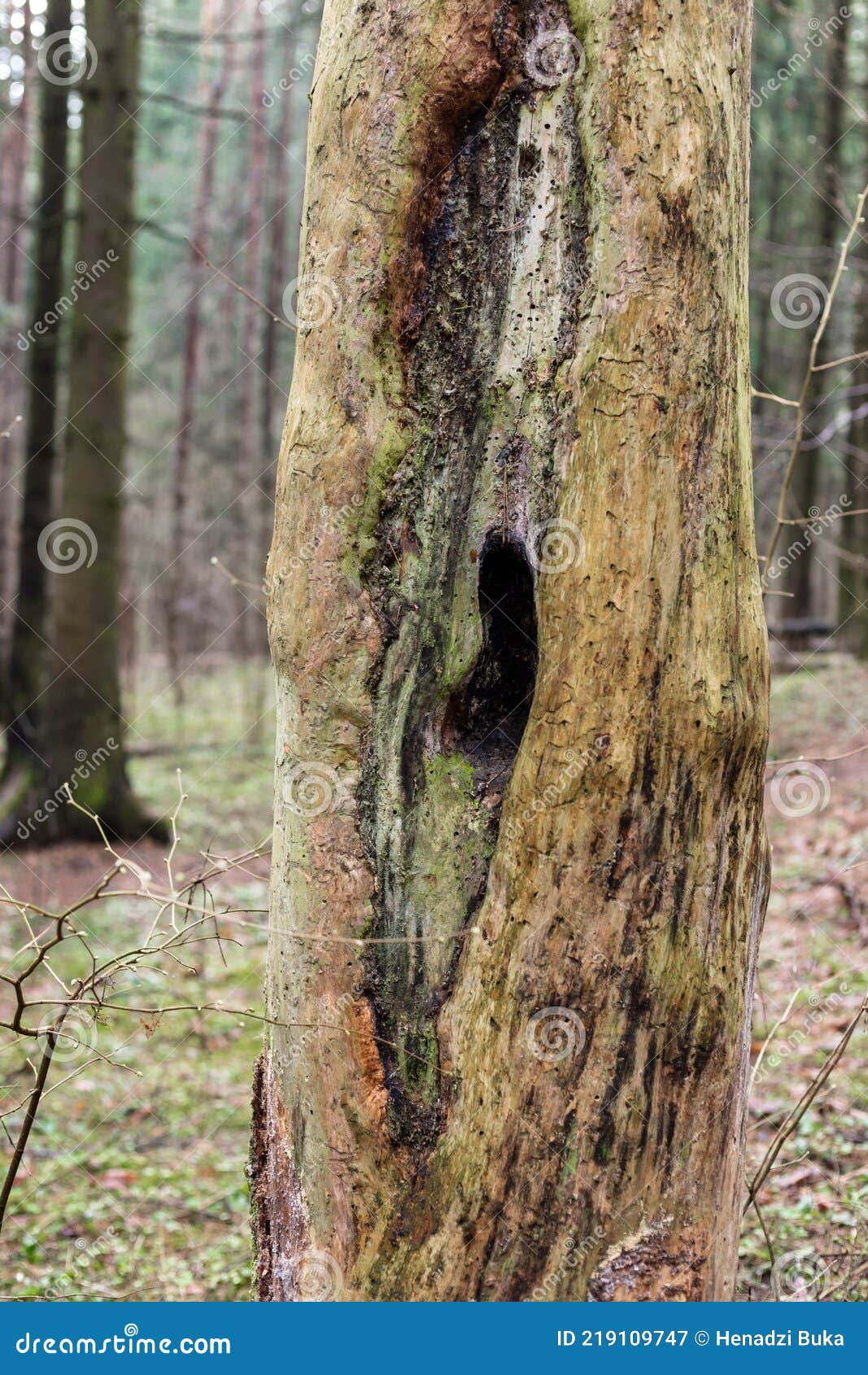Hollow Inside a Dead Tree in the Forest. Stock Image - Image of dead ...