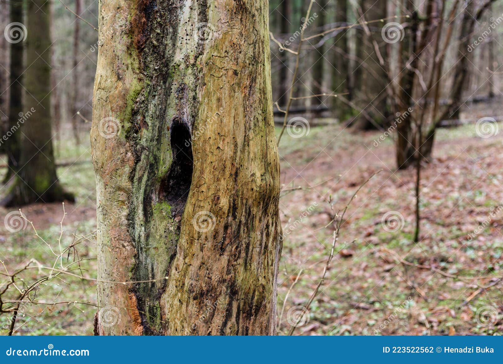 Hollow Inside a Dead Tree in the Forest. Stock Photo - Image of habitat ...