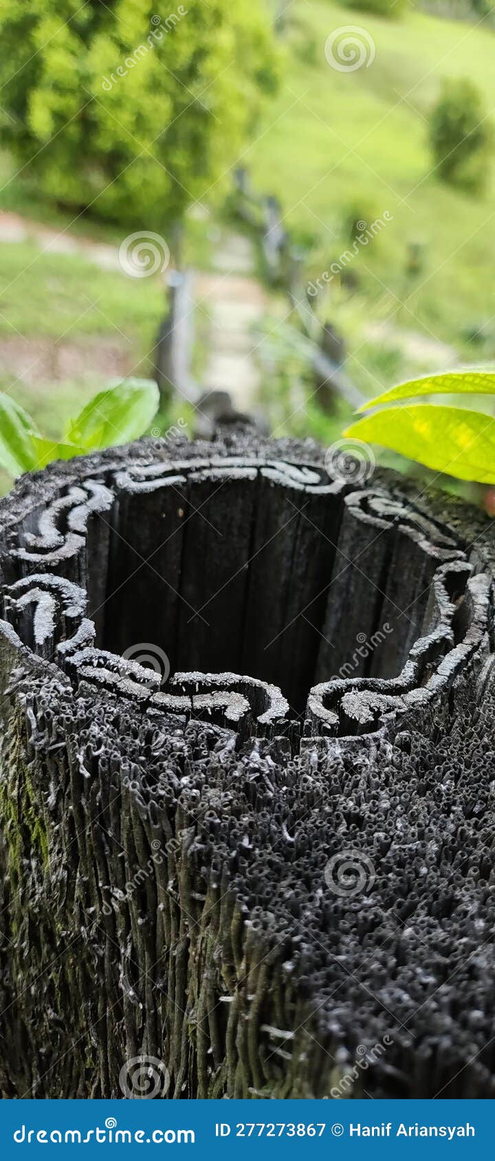 The Hollow Inside of a Tree Stock Image - Image of black, inside: 277273867