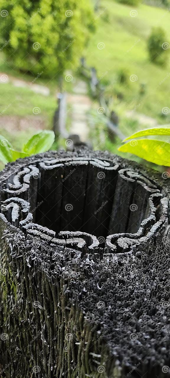 The Hollow Inside of a Tree Stock Image - Image of black, inside: 277273867