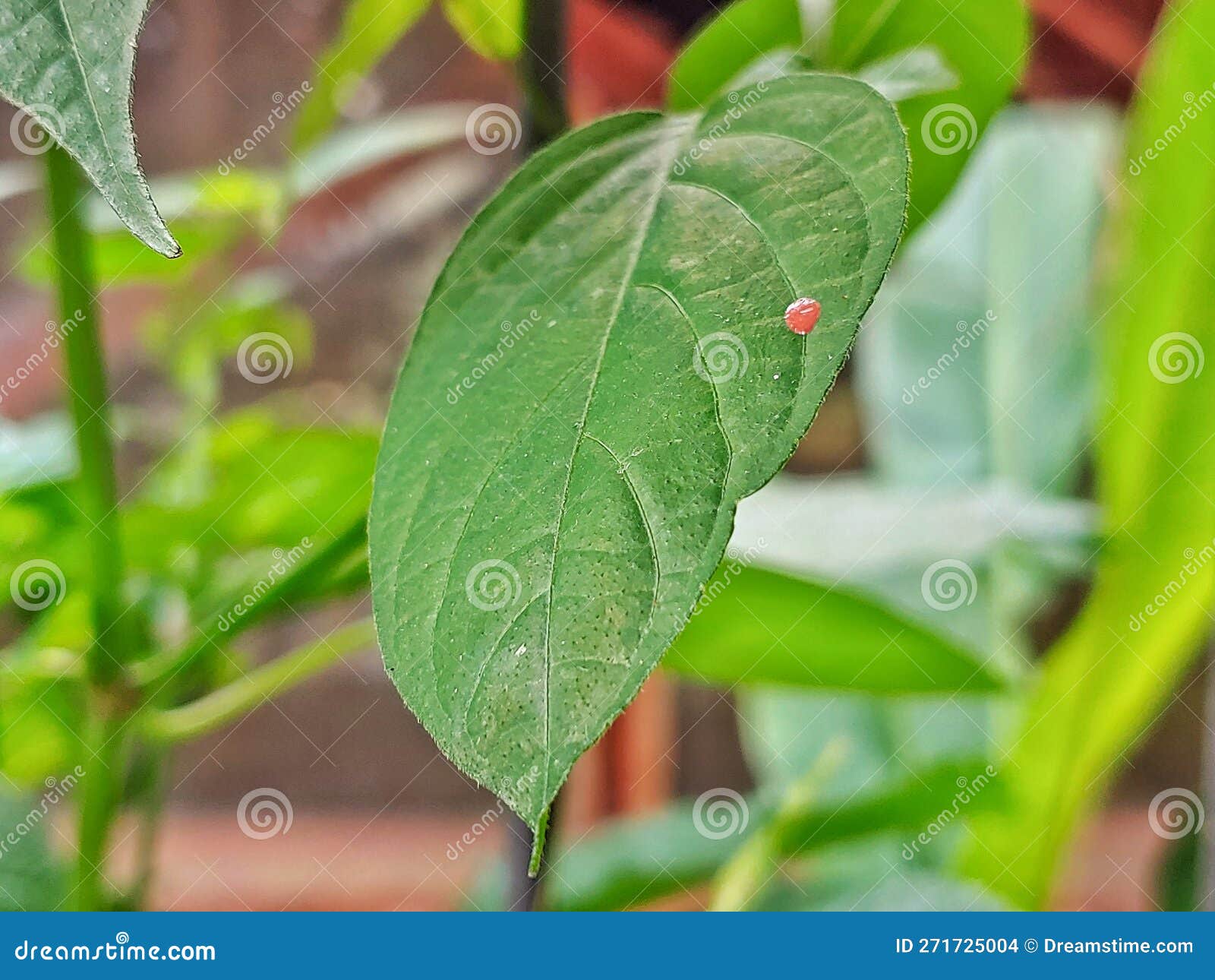 Hollow Leaf Texture of a Wild Plant Stock Photo - Image of leaf, hollow ...