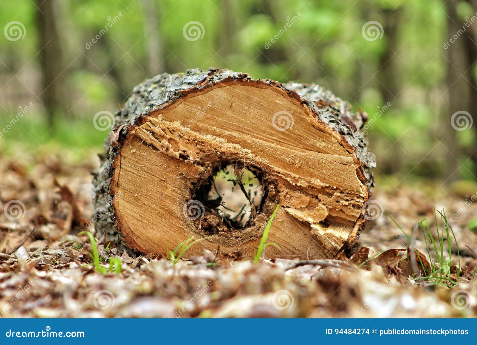 Hollow Log Picture. Image: 94484274