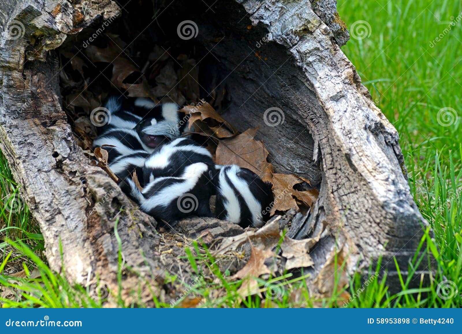 Hollow Log Filled with Baby Skunks. Stock Photo - Image of filled ...