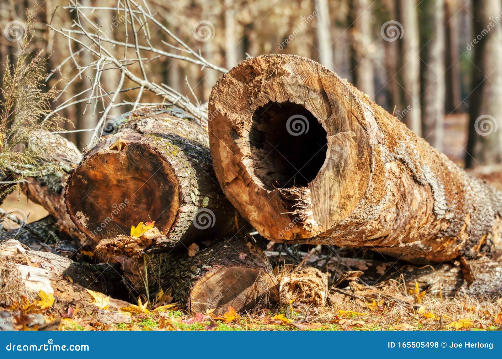 A Hollow Log in the Forest. Stock Photo - Image of hill, hollow: 165505498