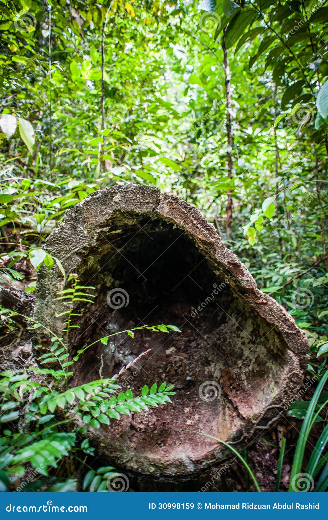 Abstract Jungle Royalty Free