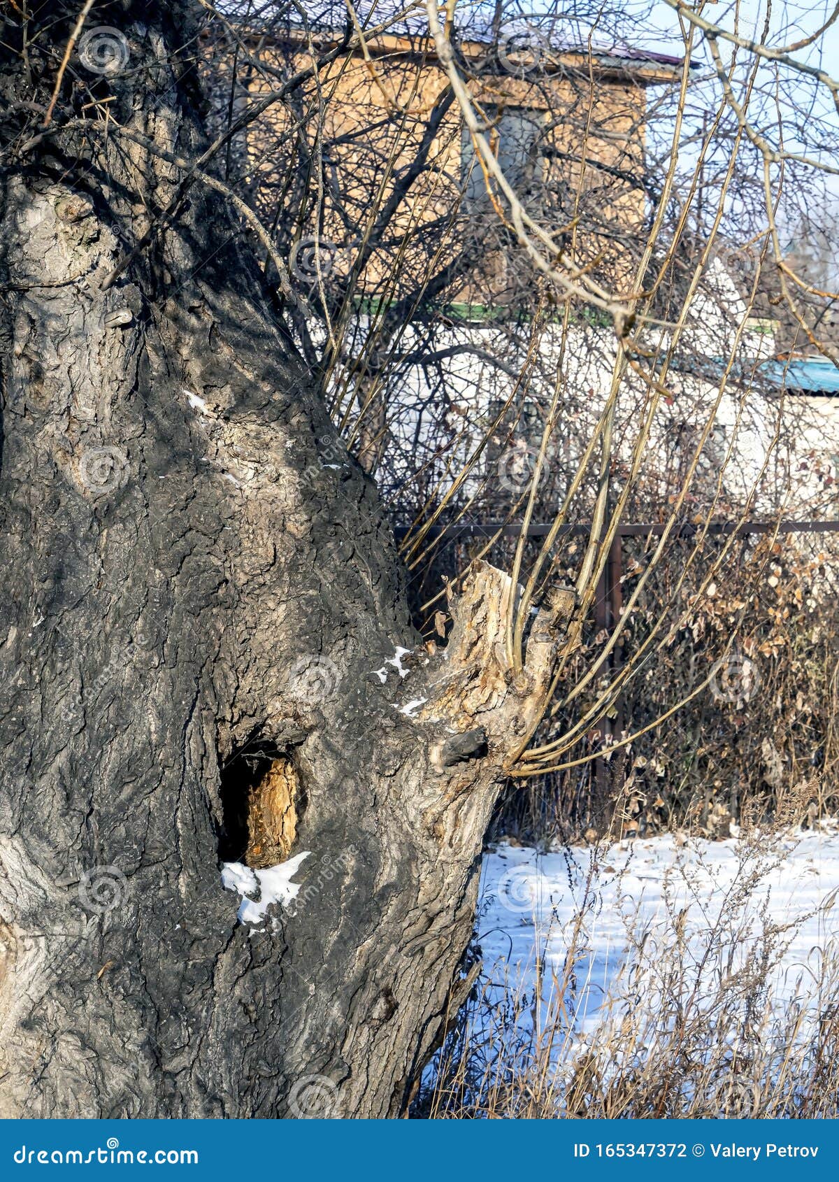Hollow in an Old Tree Illuminated by Sunlight Inside Stock Photo ...