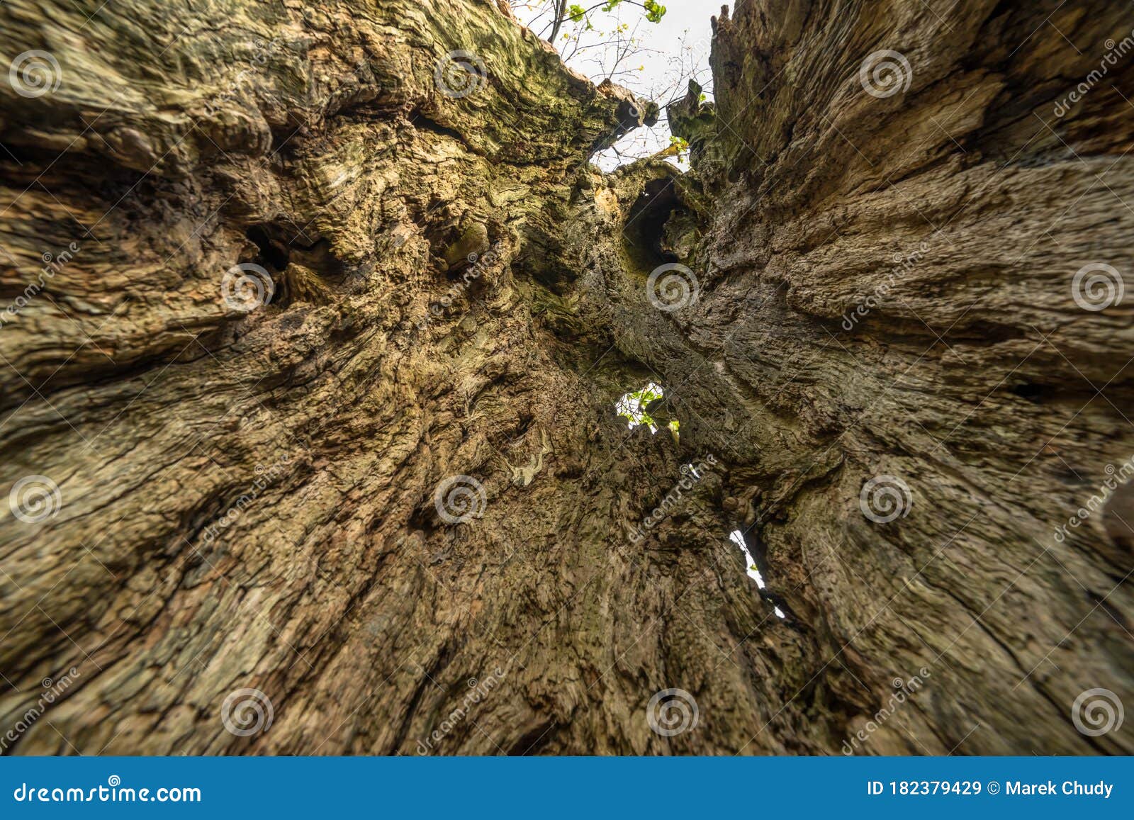 Oak tree trunk stock image. Image of park, hole, tree - 182379429