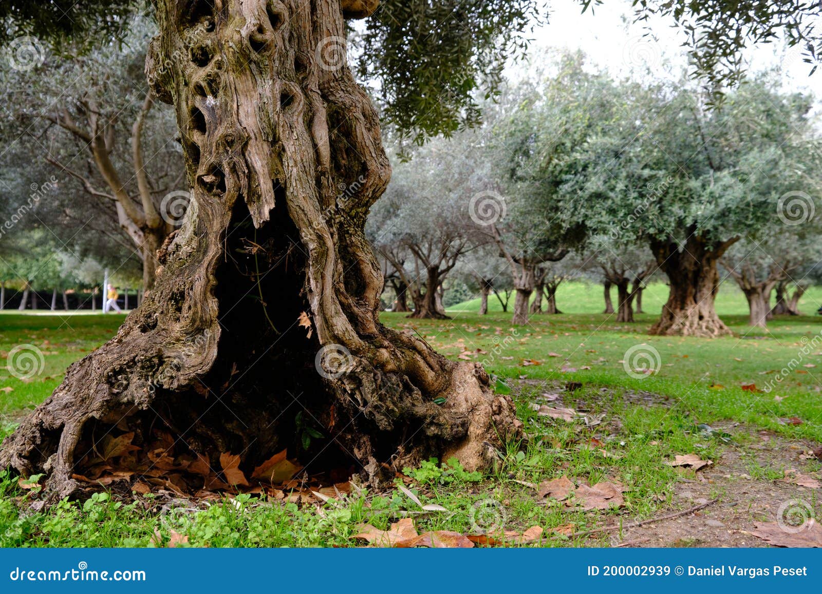Hollow Olive Tree Trunk in a Urban Olive Grove in Autumn Stock Image ...
