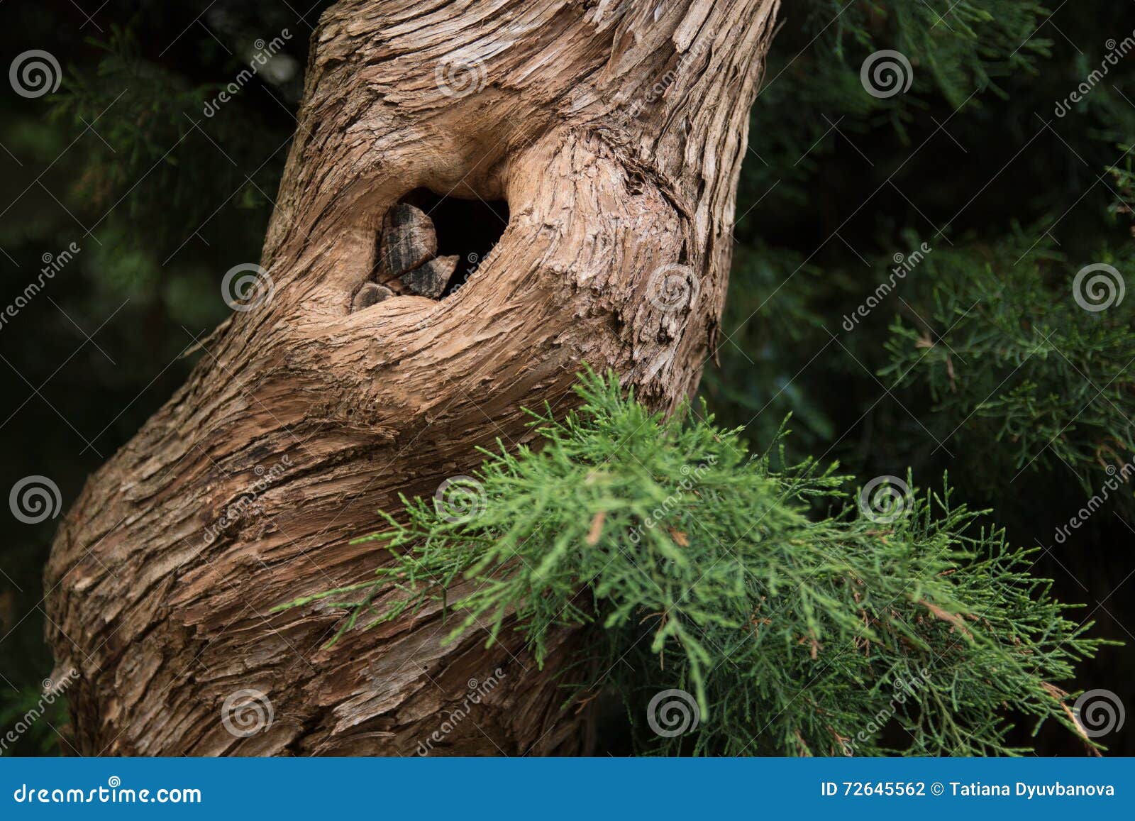 Hollow in pine tree stock photo. Image of rough, organic - 72645562