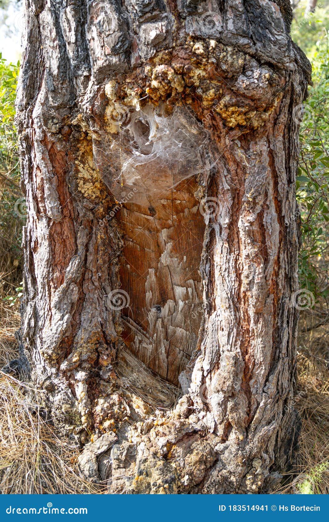 The Hollow on the Pine Tree with the Cobweb. Stock Image - Image of ...