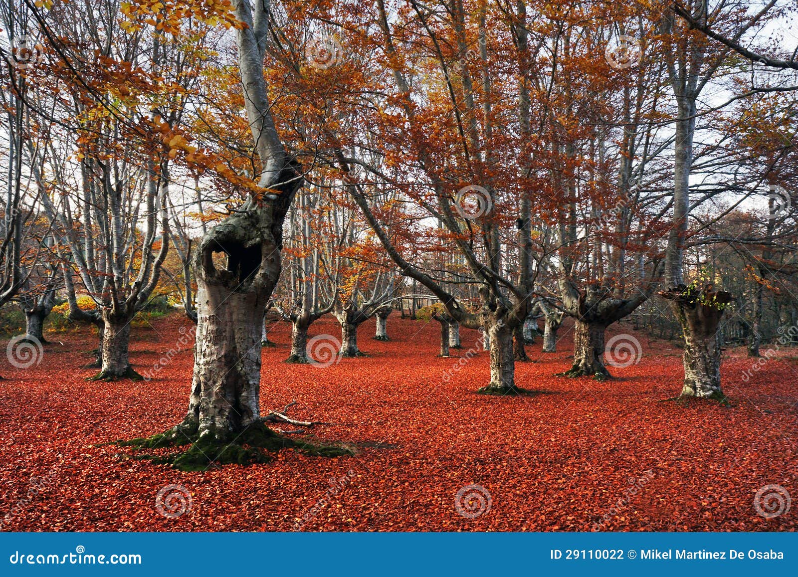 Hollow In An Old Tree Stock Photography | CartoonDealer.com #193330454