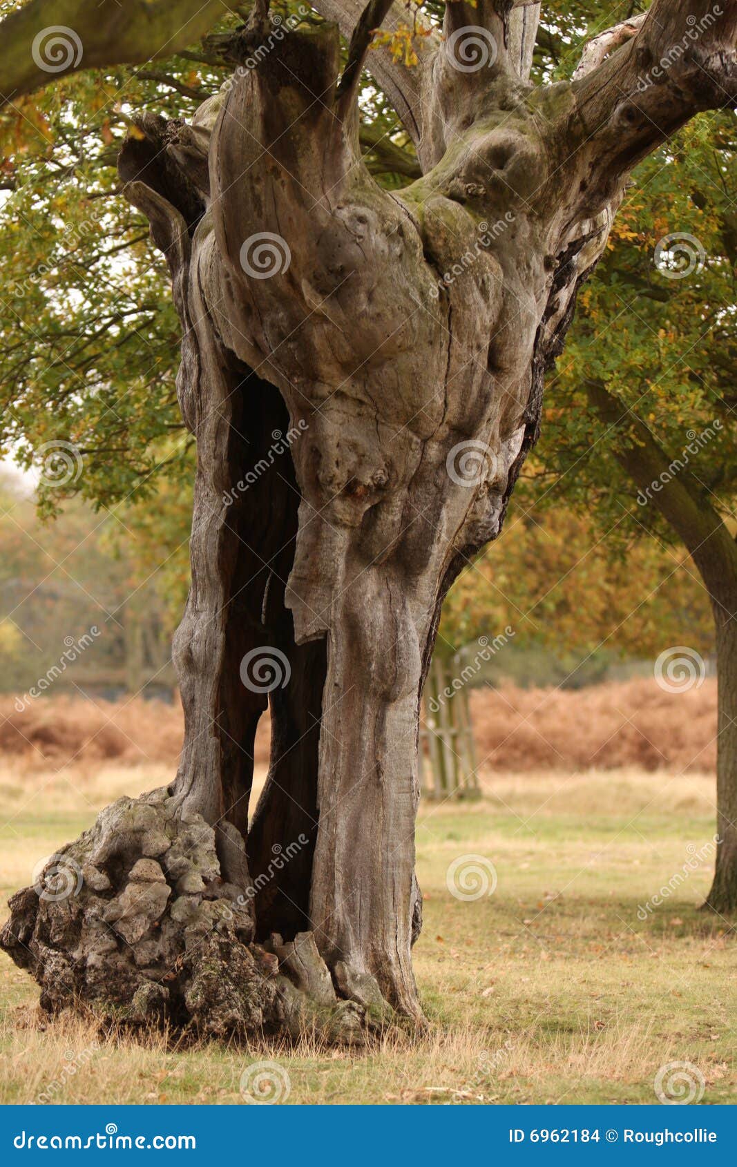 The Hollow Tree Hiding In The Cavity Has Been Identified By A ...