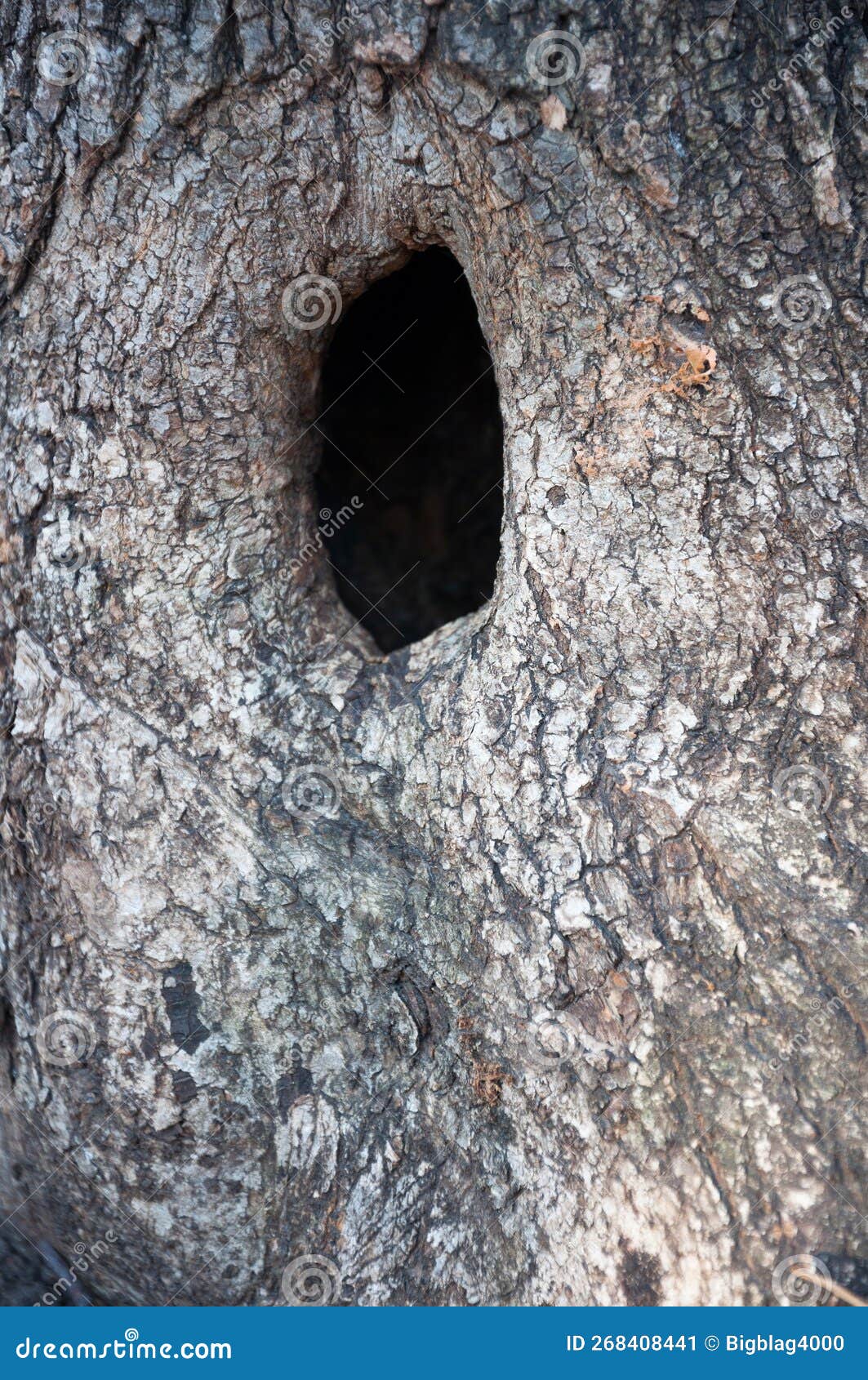 Hollow in a Tree.Abstract Backdrop. Stock Image - Image of hollow ...