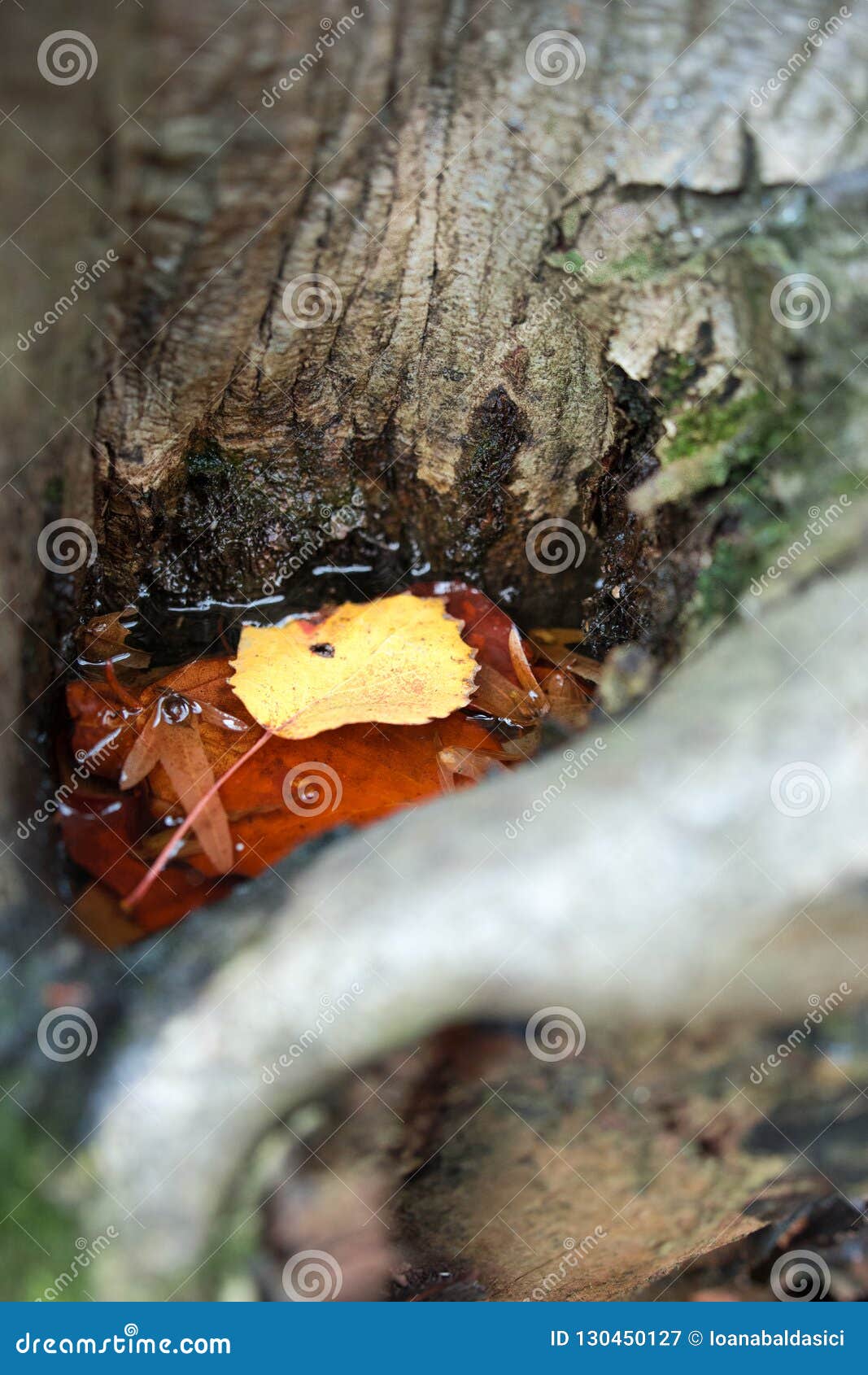 Hollow Tree Bark with Water Where Floating Leaves Stock Image - Image ...