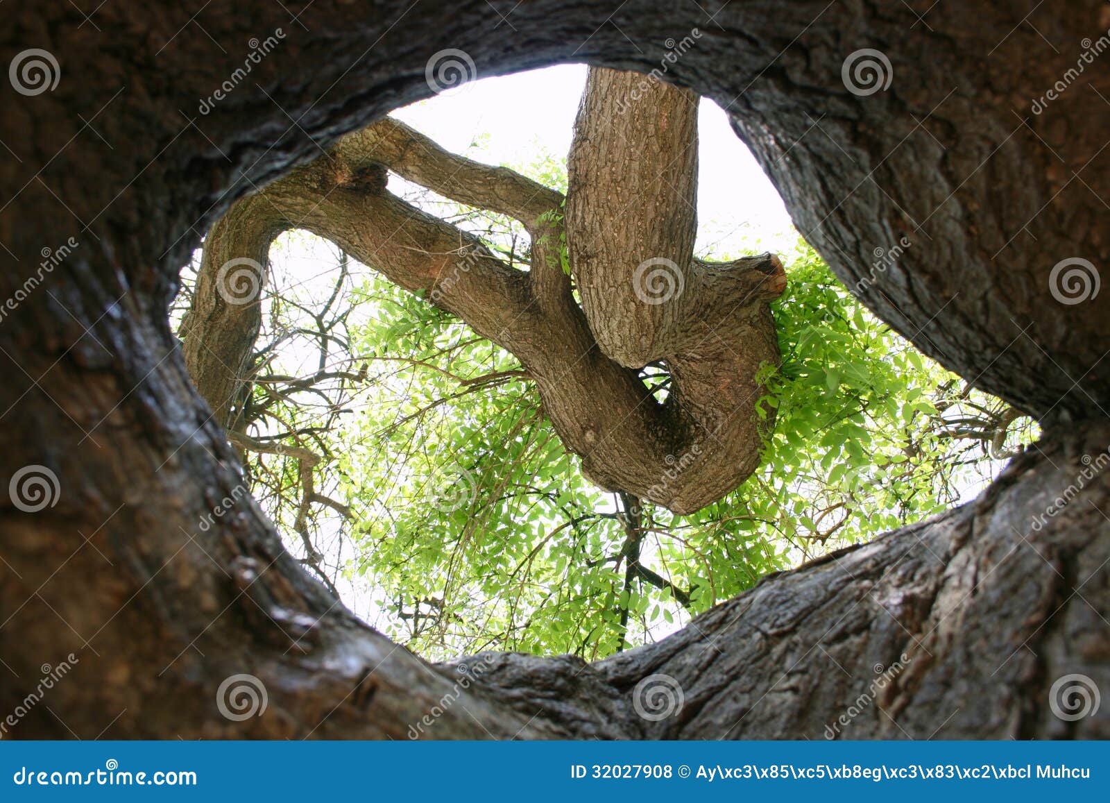 The Hollow stock photo. Image of flora, original, bark - 32027908
