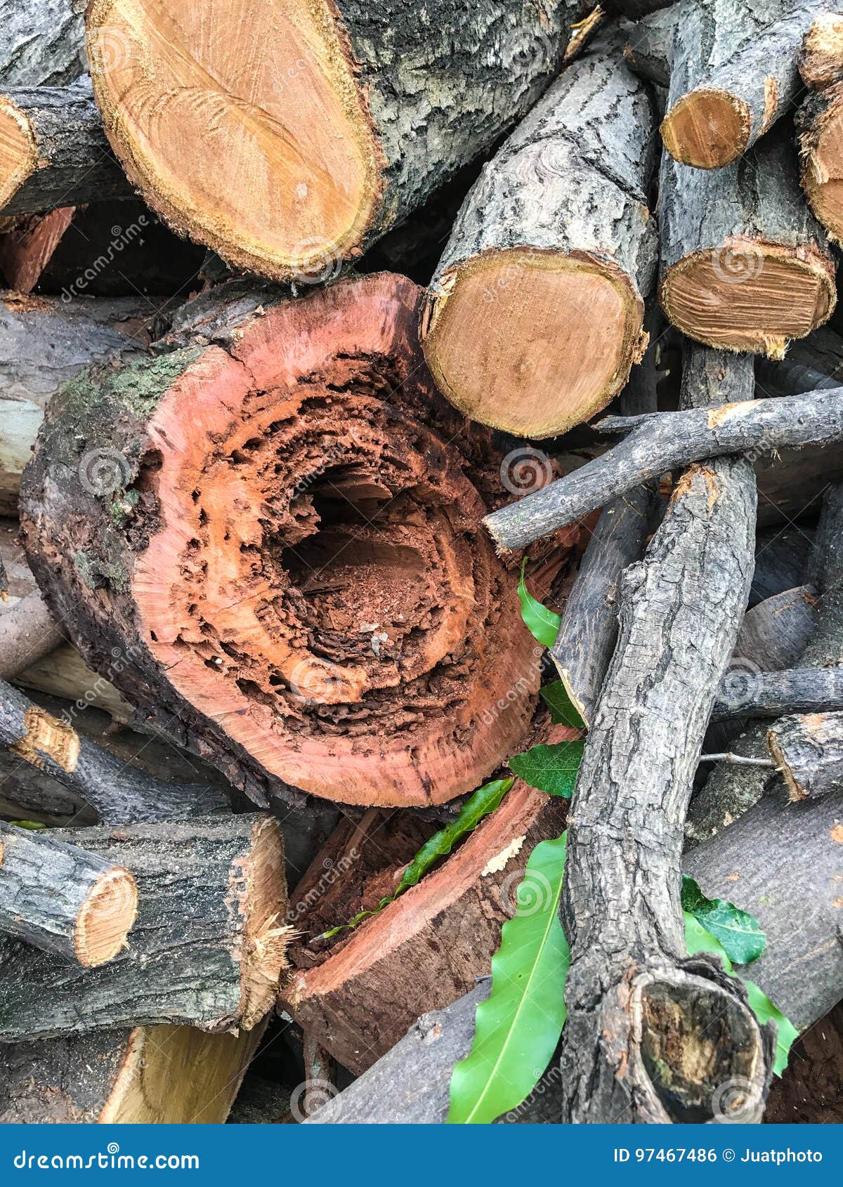 Hollow Tree Caused by Stem Borer Worm Stock Photo - Image of penetrate ...