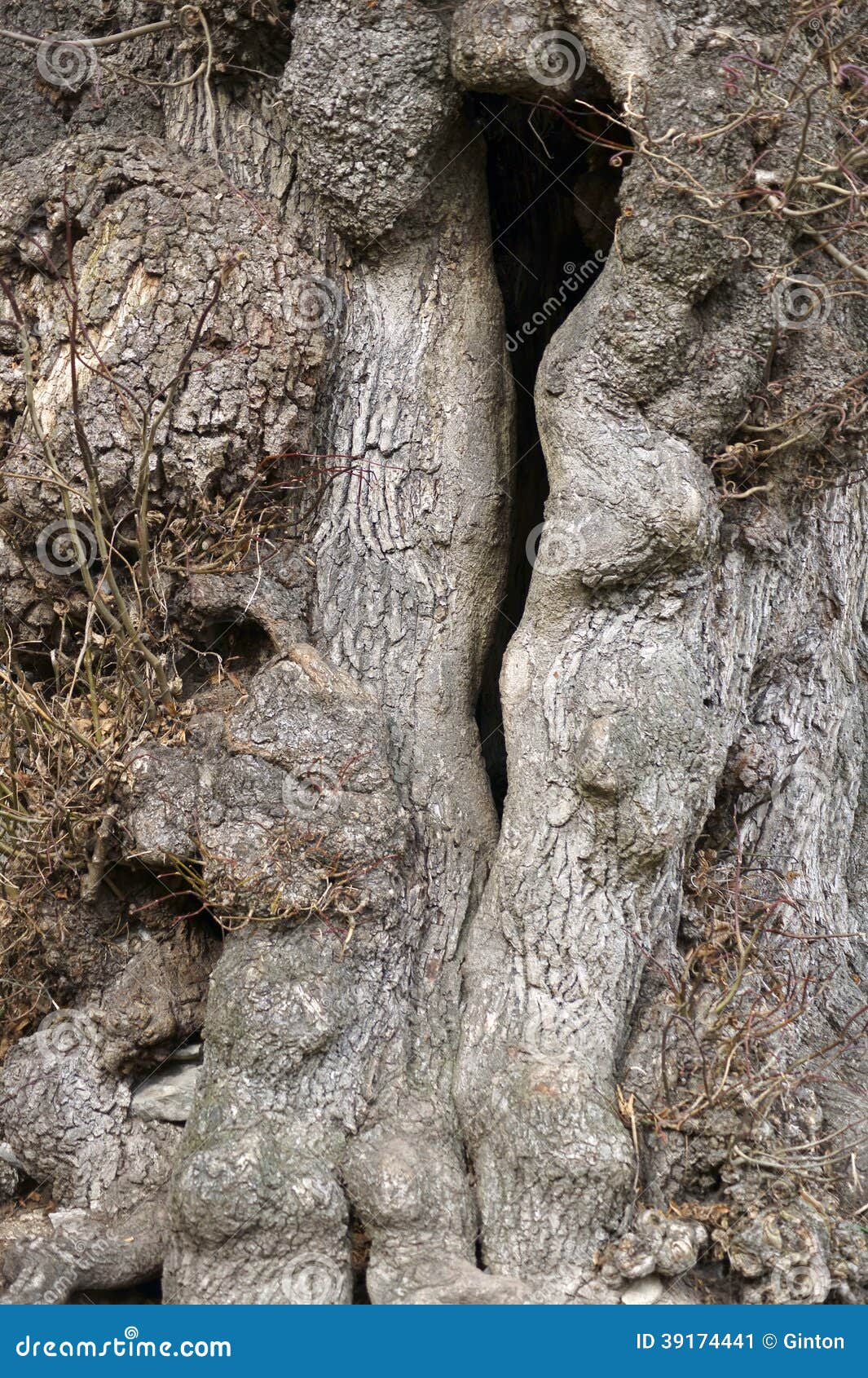 Hollow Tree stock image. Image of tree, bark, hollowed - 39174441