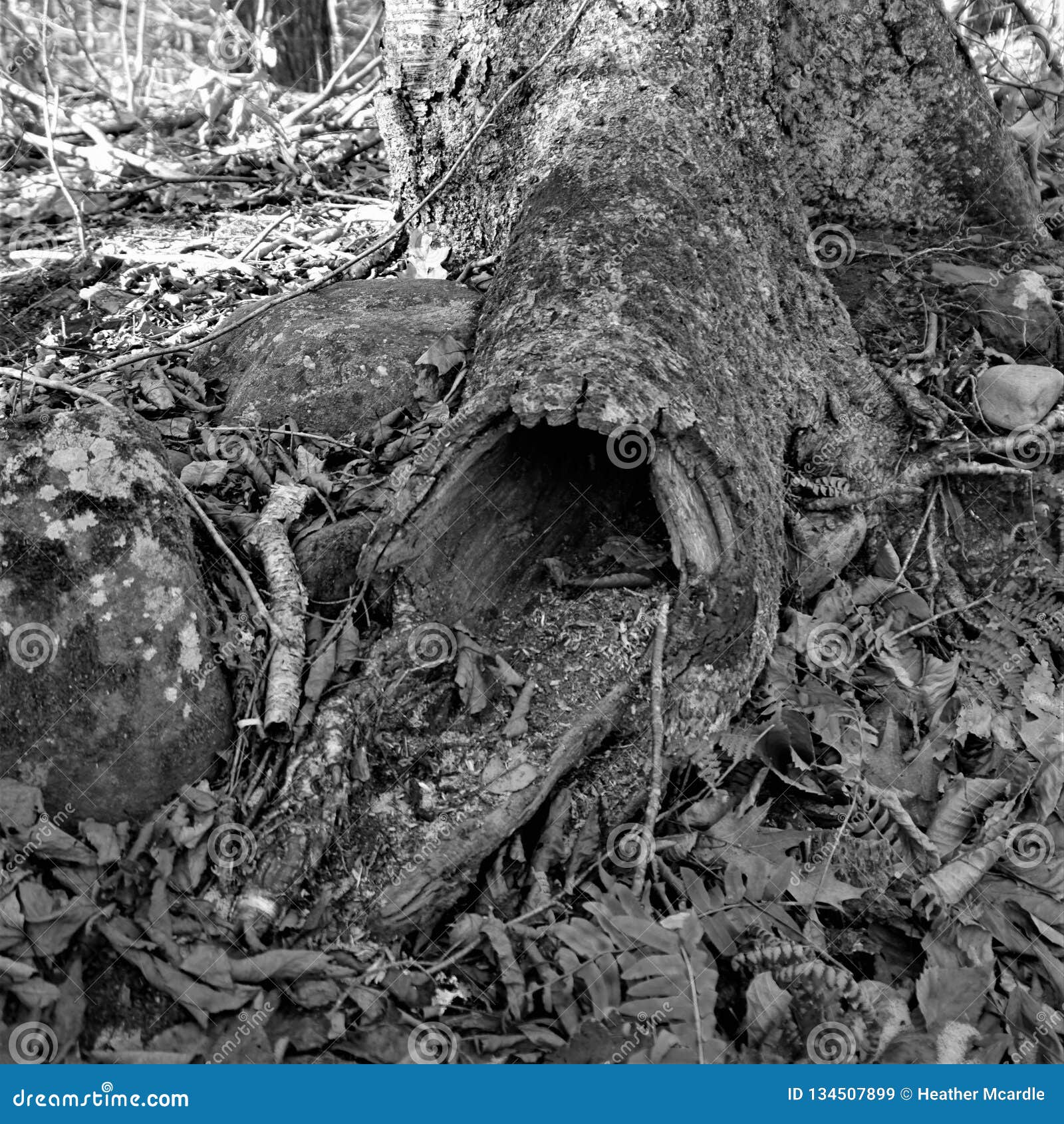 Hollow Tree Entrance through Root Stock Image - Image of habitat, floor ...