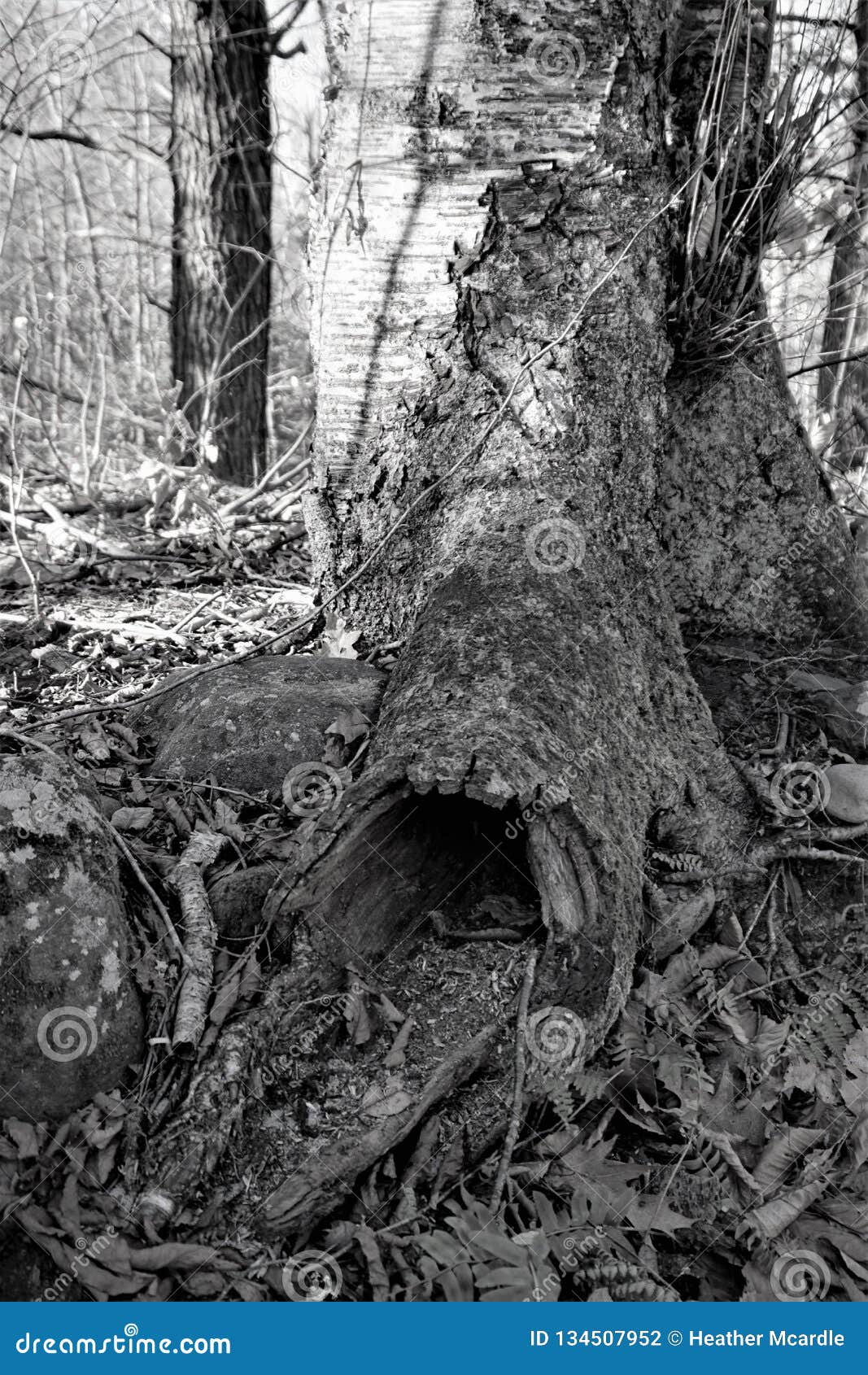 Hollow Tree Entrance through Root Stock Photo - Image of gardening ...