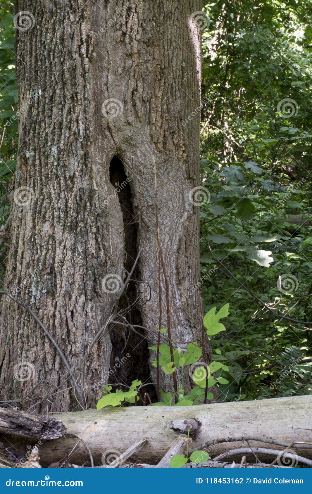 Hollow tree in forest stock photo. Image of cross, nature - 118453162