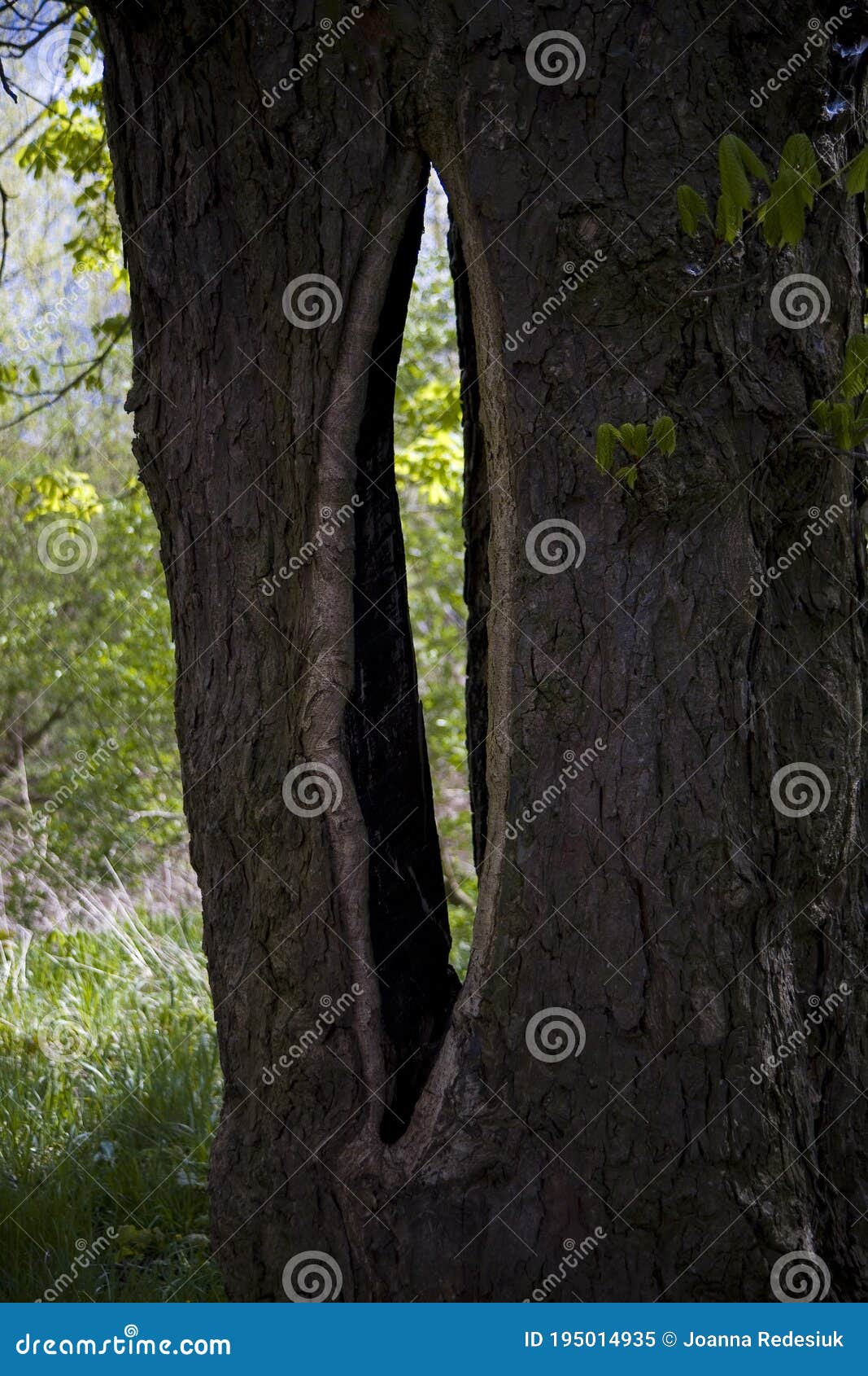 Hollow in a Tree through the Green Background Stock Image - Image of ...