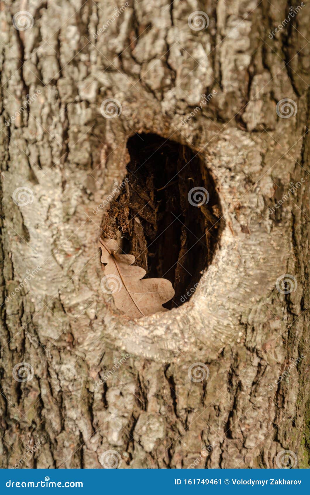 Hollow in the Tree. Hole with Dry Oak Leaf in Tree Trunk Stock Image ...