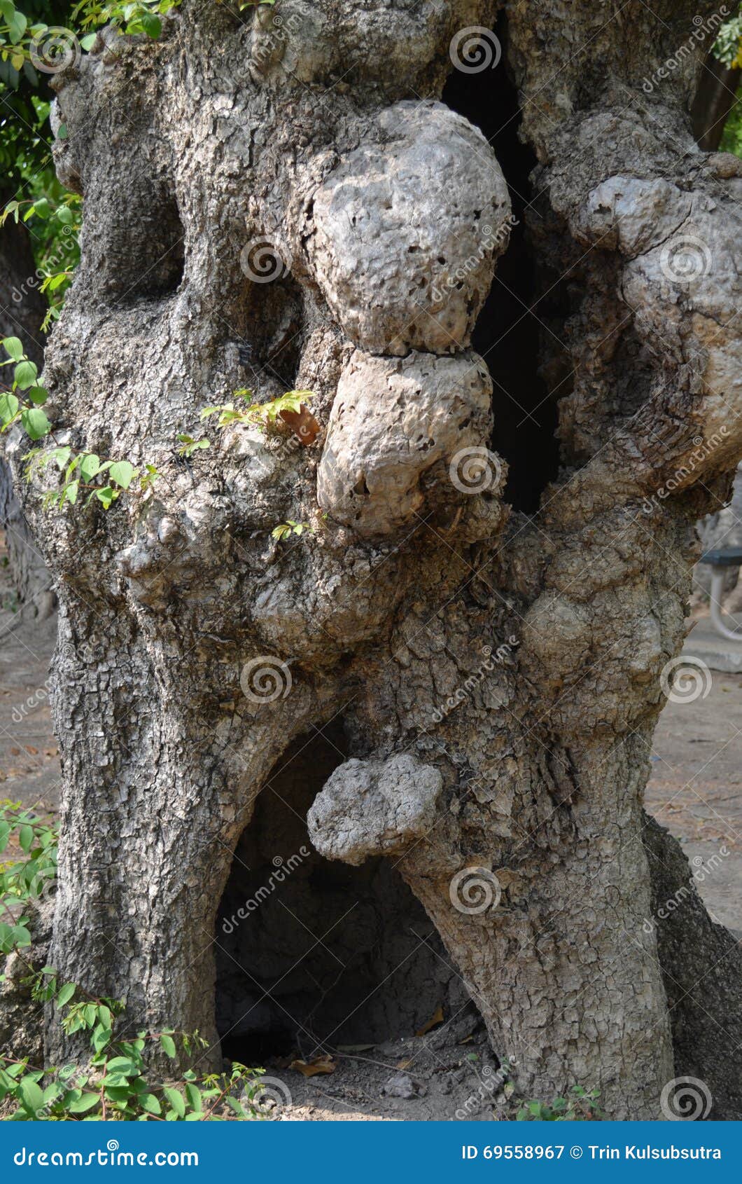 A hollow tree. stock image. Image of spontaneously, shaped - 69558967
