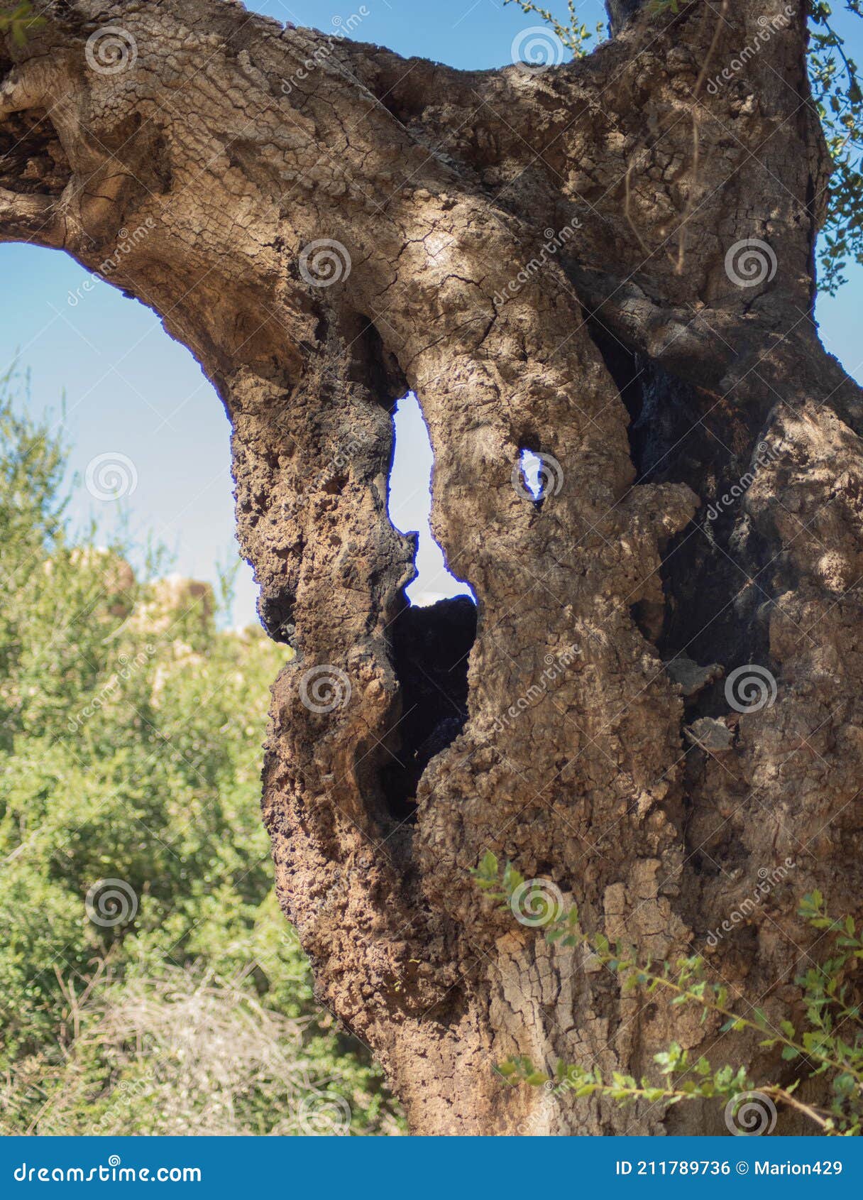 A hollow tree stock photo. Image of trunk, holow, large - 211789736