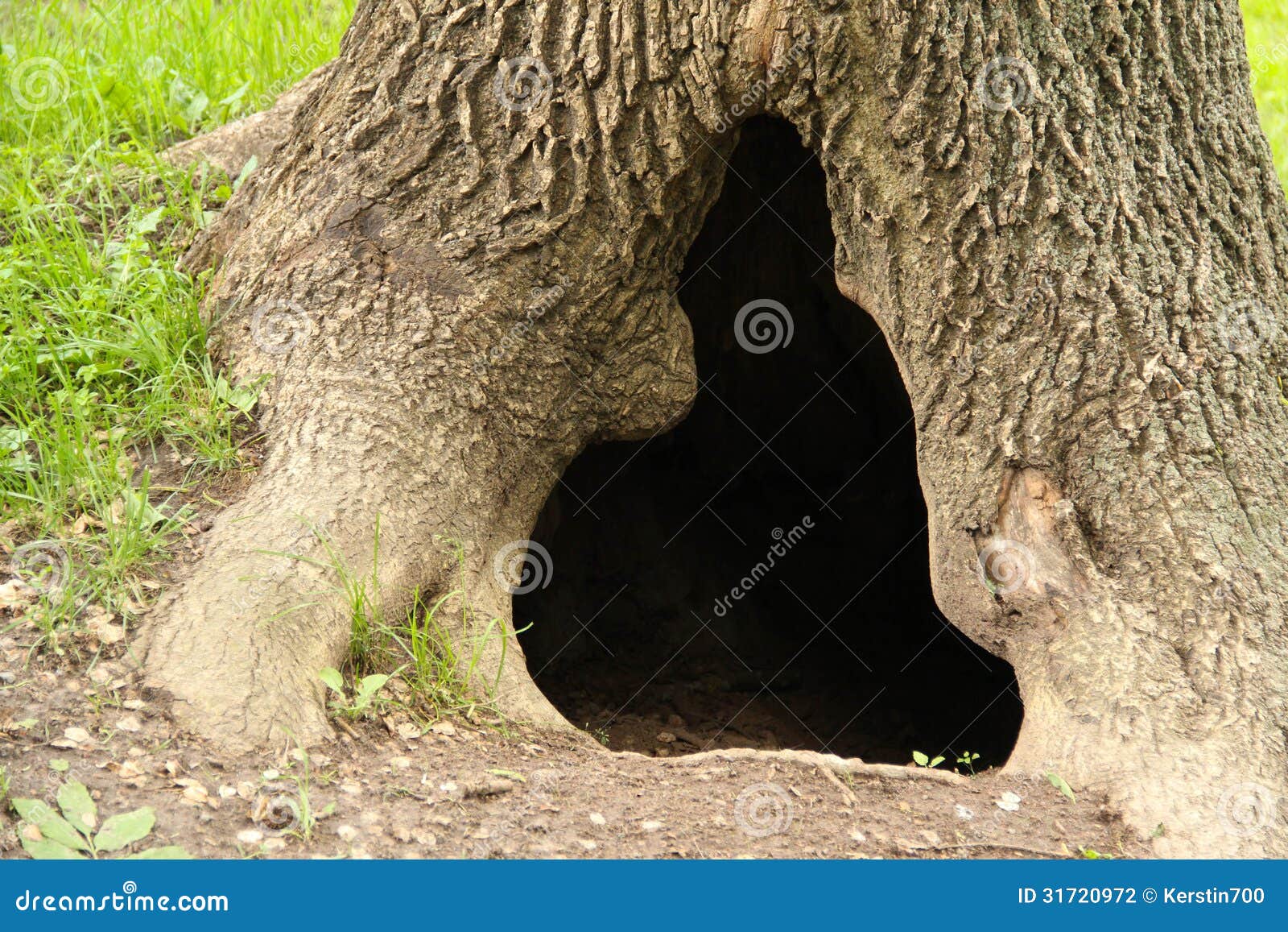 A hollow in a tree stock photo. Image of hollow, tree - 31720972