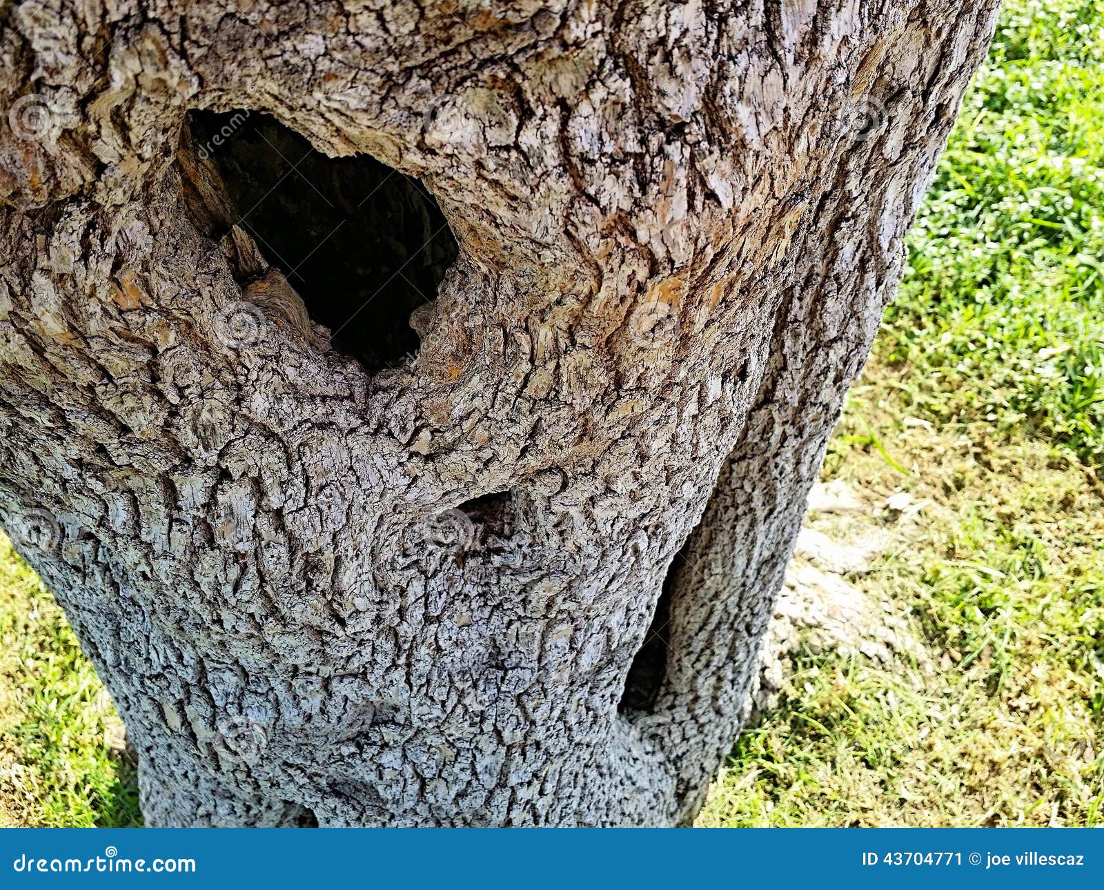 Hollow tree stock image. Image of tree, lives, rotted - 43704771