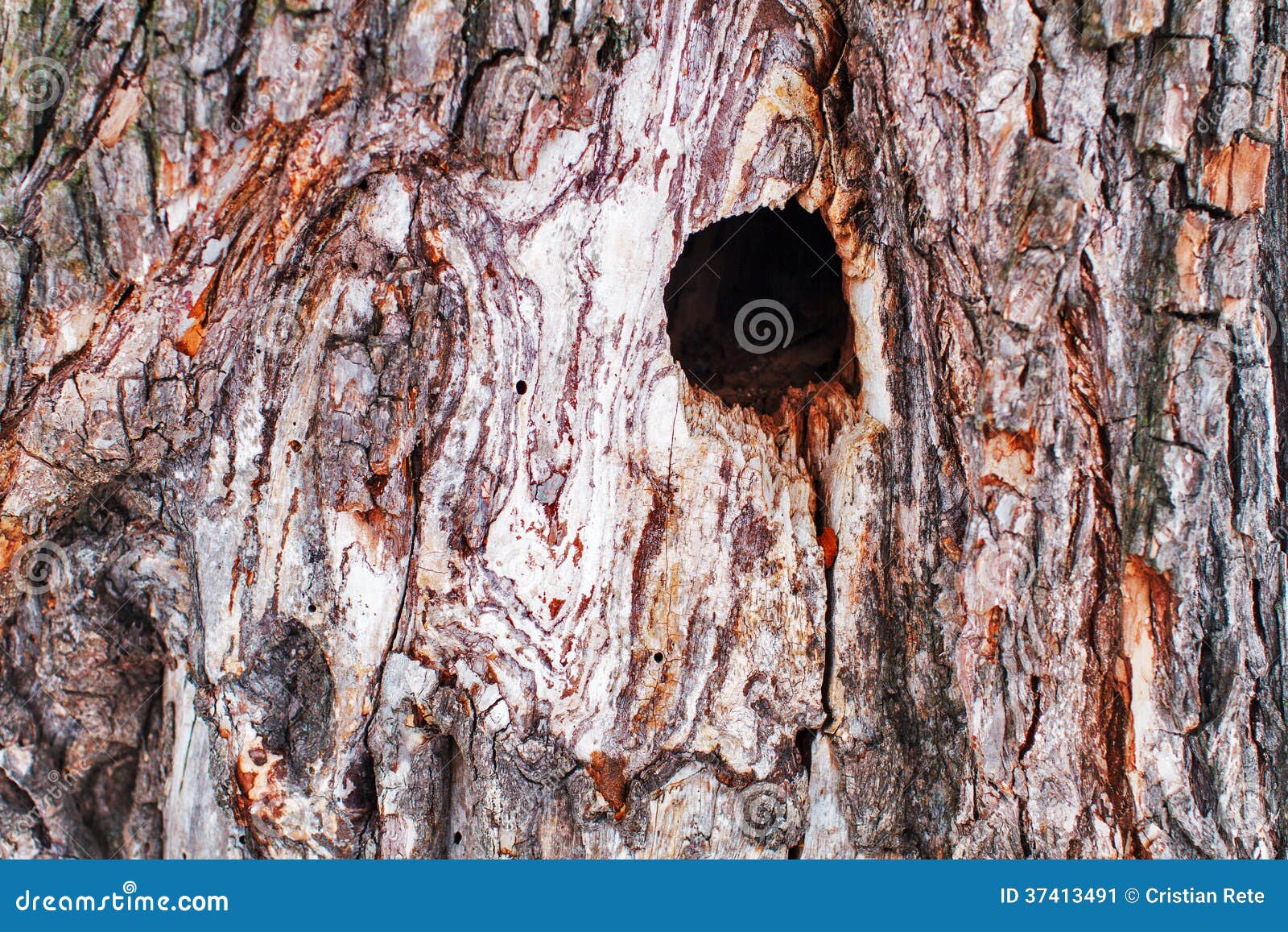 The Hollow Tree Hiding In The Cavity Has Been Identified By A ...