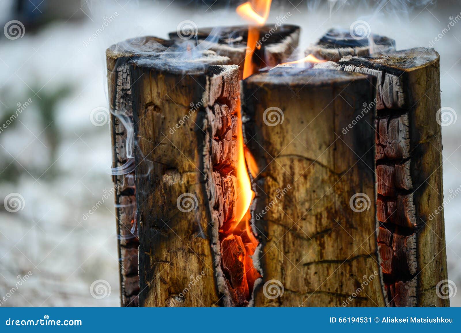 Hollow Tree Stump on Fire with Smoke Coming Out Stock Image - Image of ...