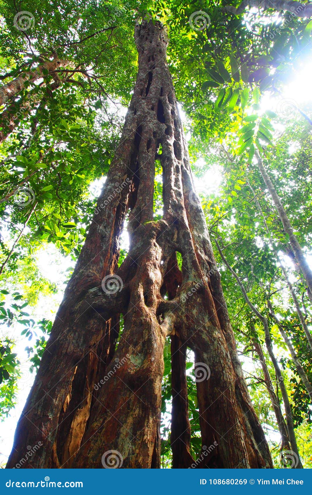 A hollow tree or tree hole stock image. Image of brown - 108680269