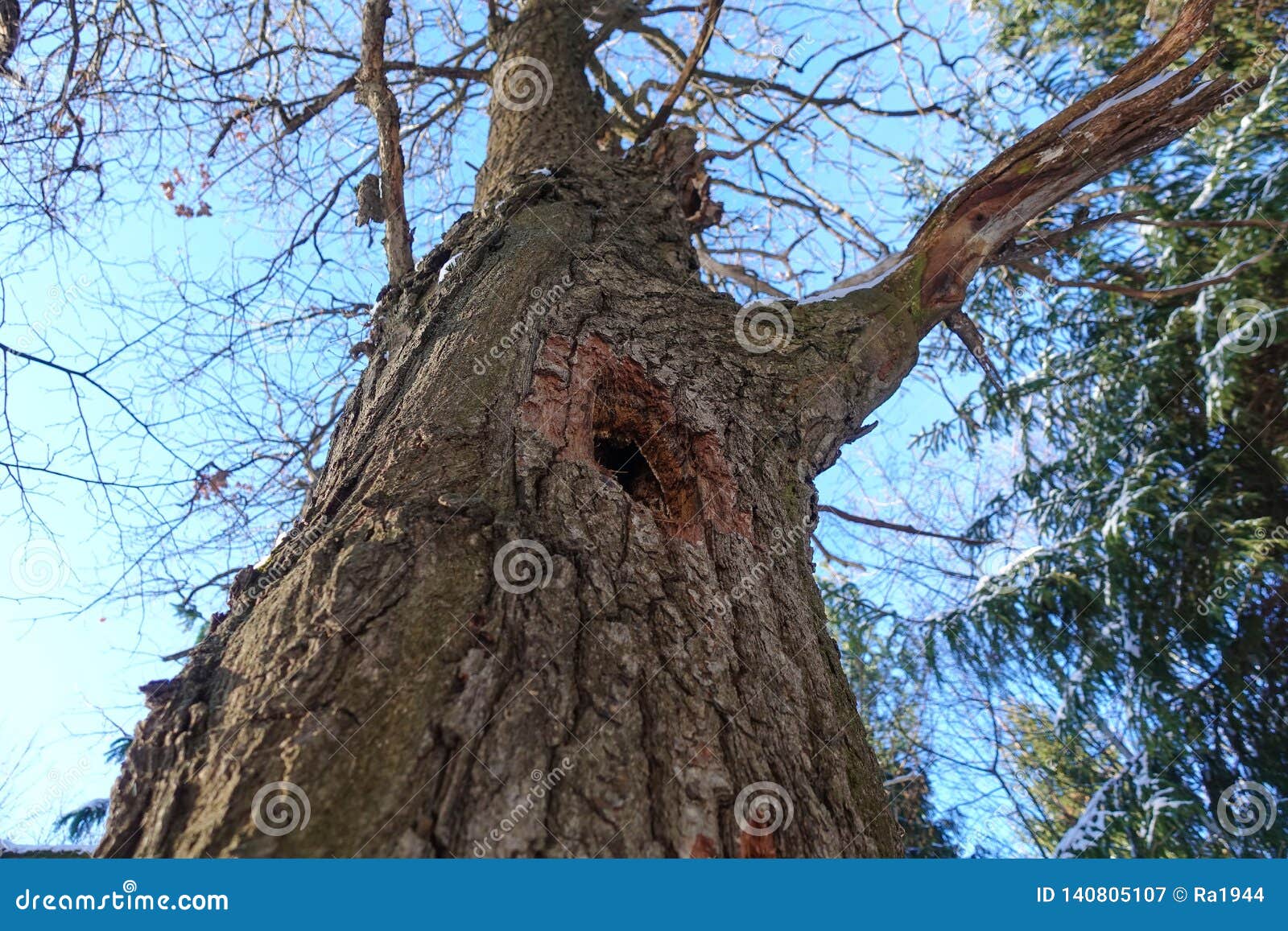 Hollow in a Tree Trunk. Bottom View. Barrel without Leaves Stock Image ...