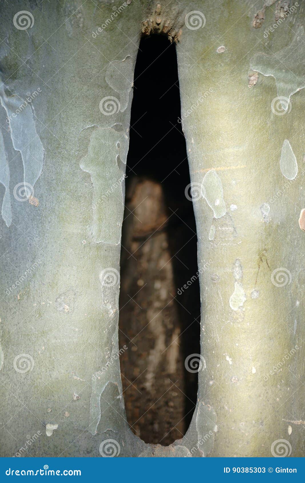 Hollow tree trunk stock image. Image of bizarre, trunk - 90385303