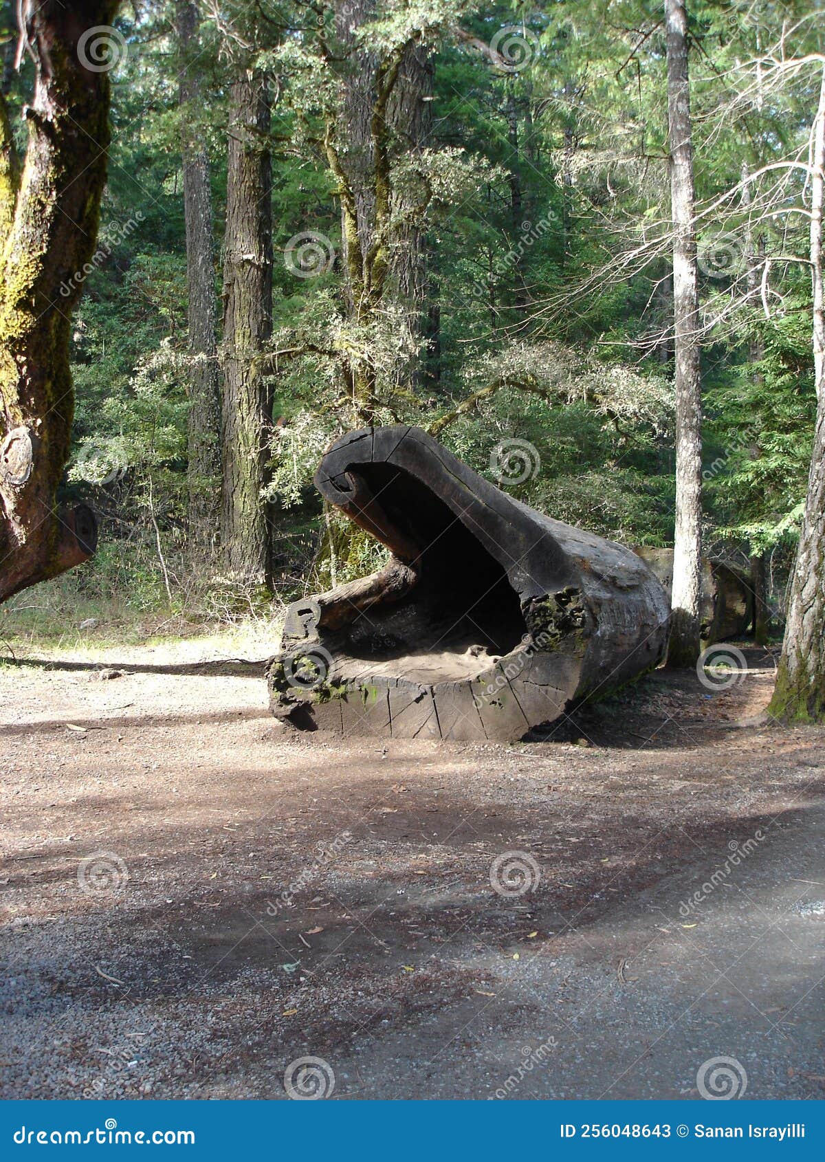 A Hollow Fallen Tree Trunk in the Woods Stock Image - Image of leaves ...