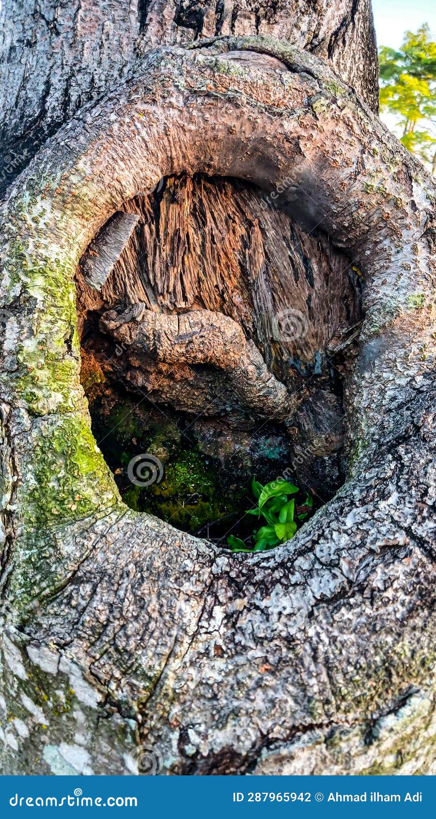 Hollow tree trunk stock photo. Image of trunks, plants - 287965942