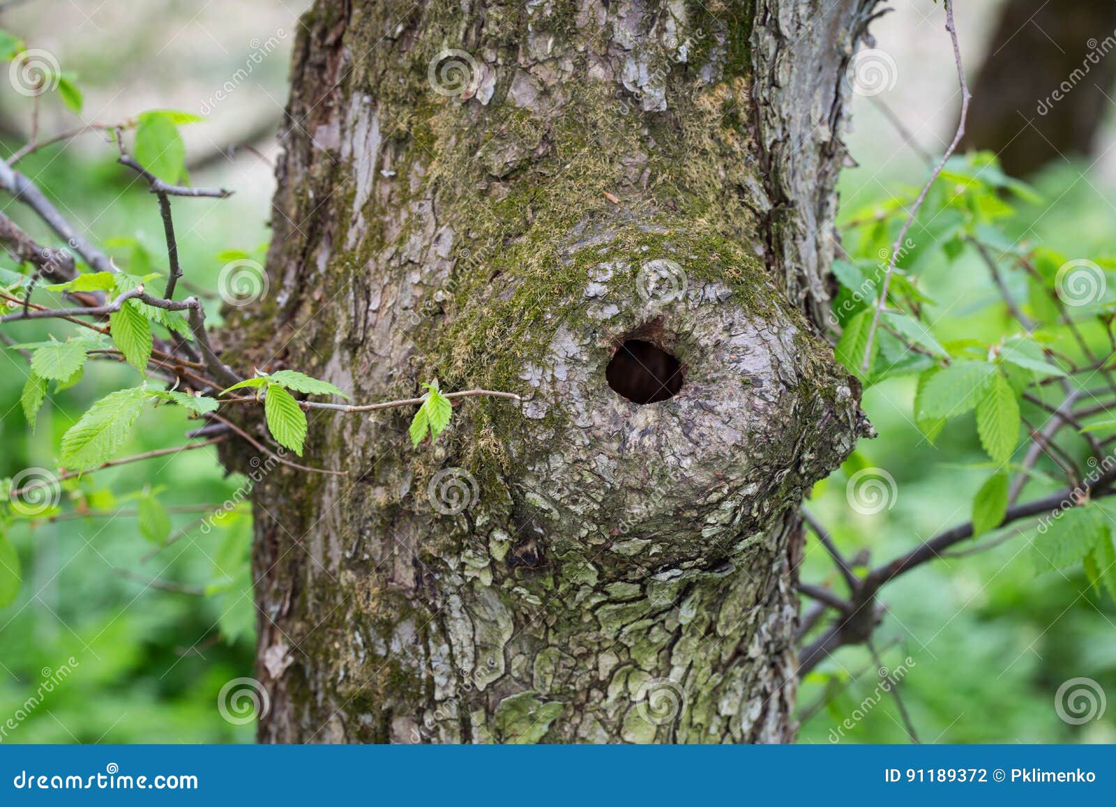 Hollow of a tree trunk stock photo. Image of arbor, round - 91189372