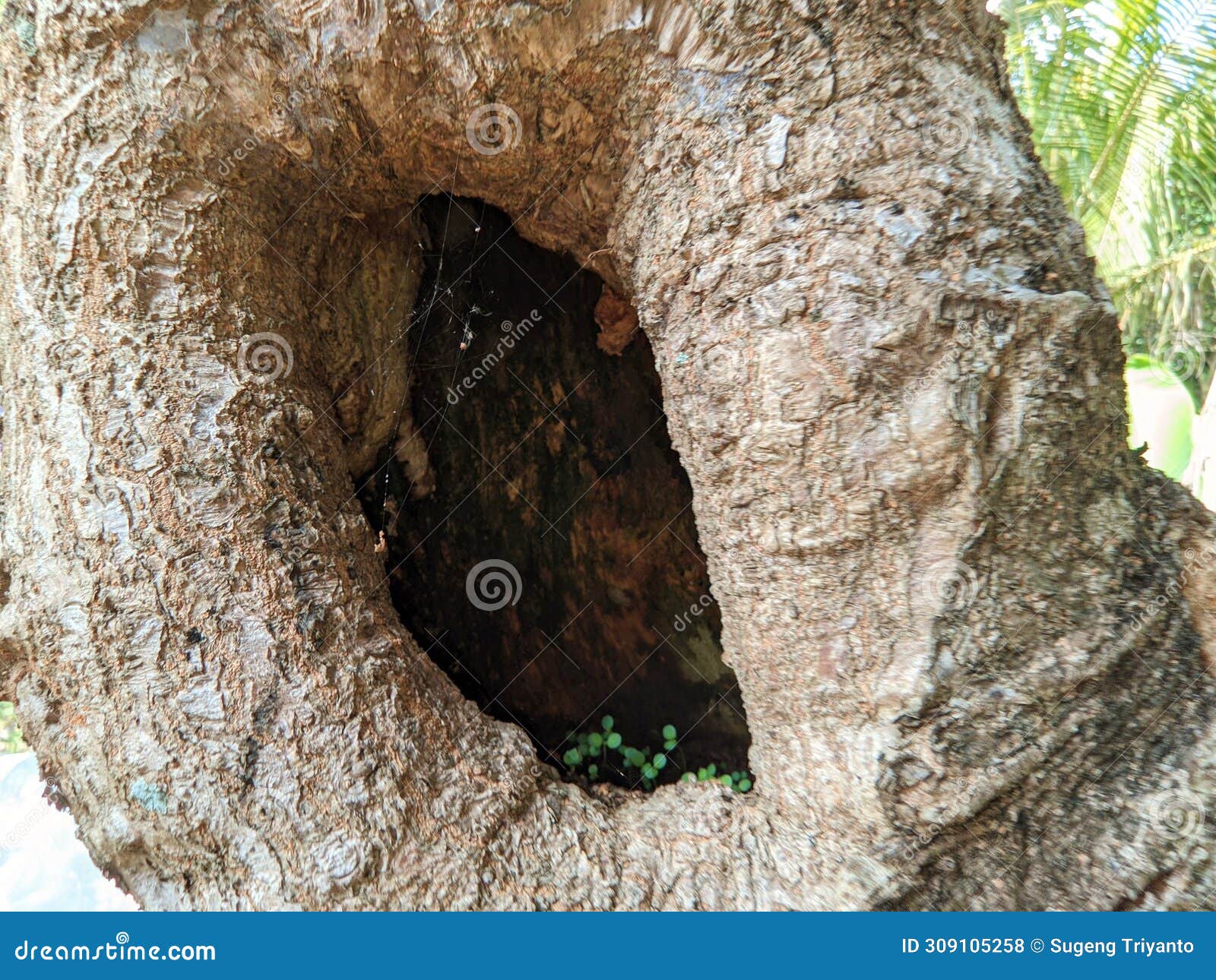 Hollow Tree Trunks are Naturally Formed. Inside it Grows Small Wild ...