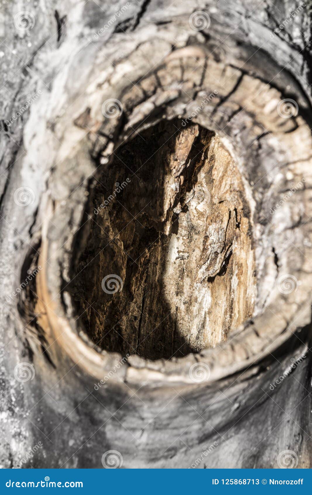 The Hollow in the Trunk of an Apple Tree, Close-up Abstract Background ...