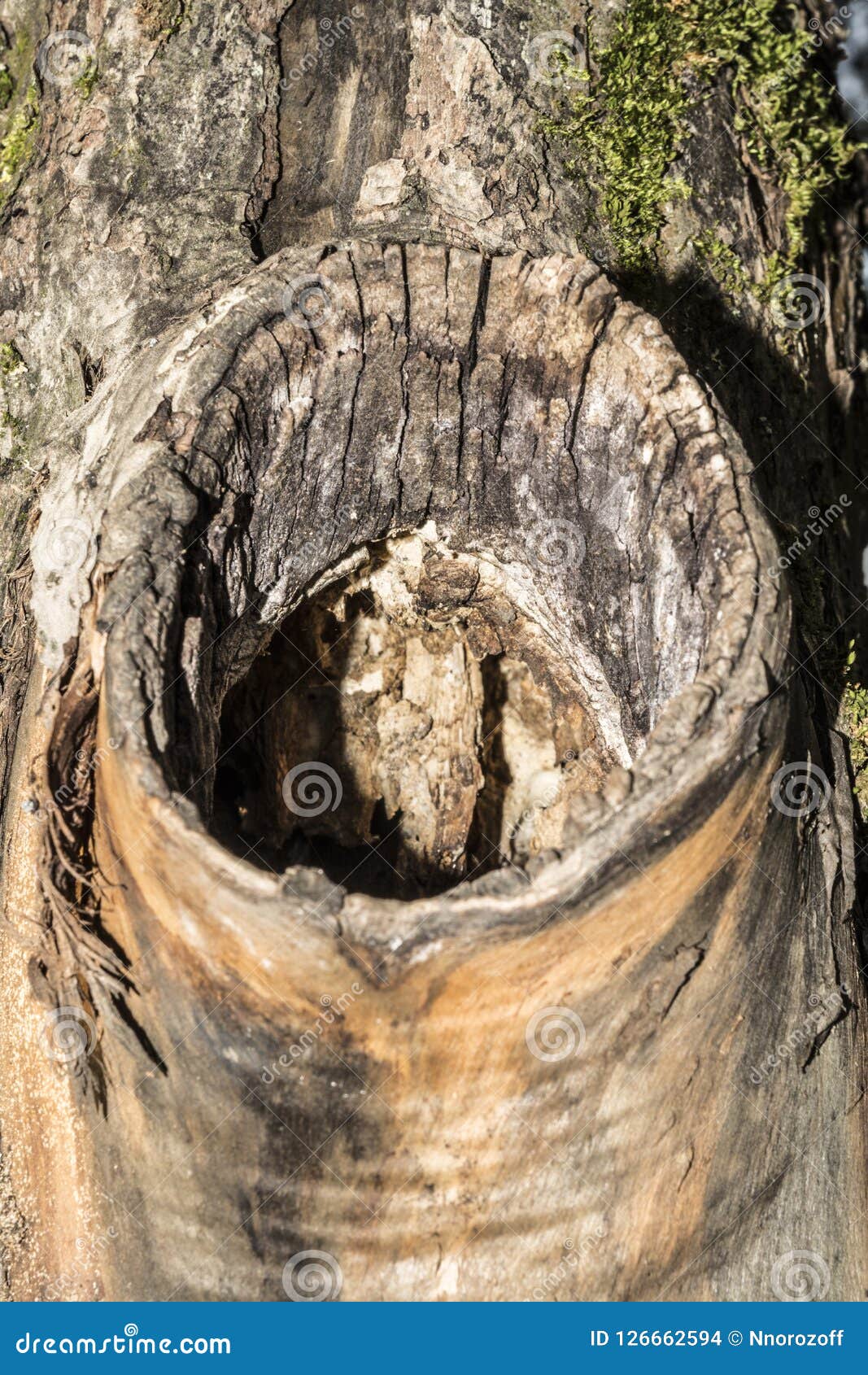 The Hollow in the Trunk of an Apple Tree, Close-up Abstract Background ...