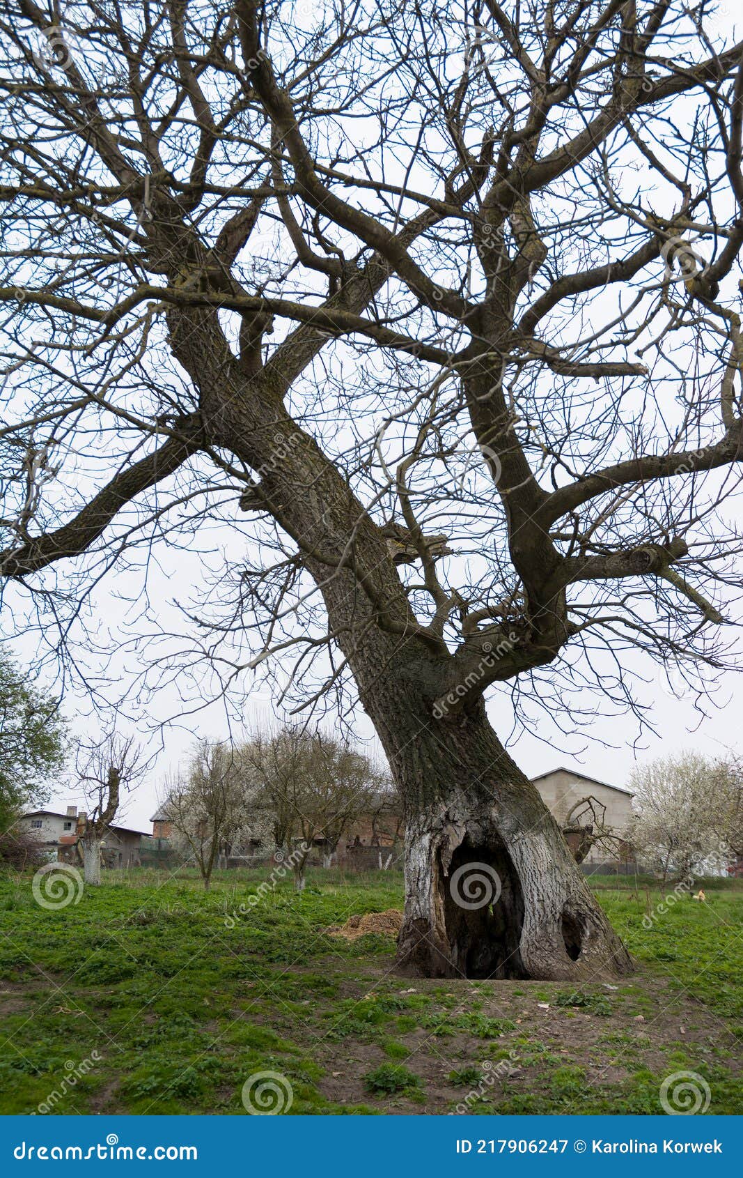 Hollow Trunk of a Huge Tree Stock Image - Image of huge, nature: 217906247