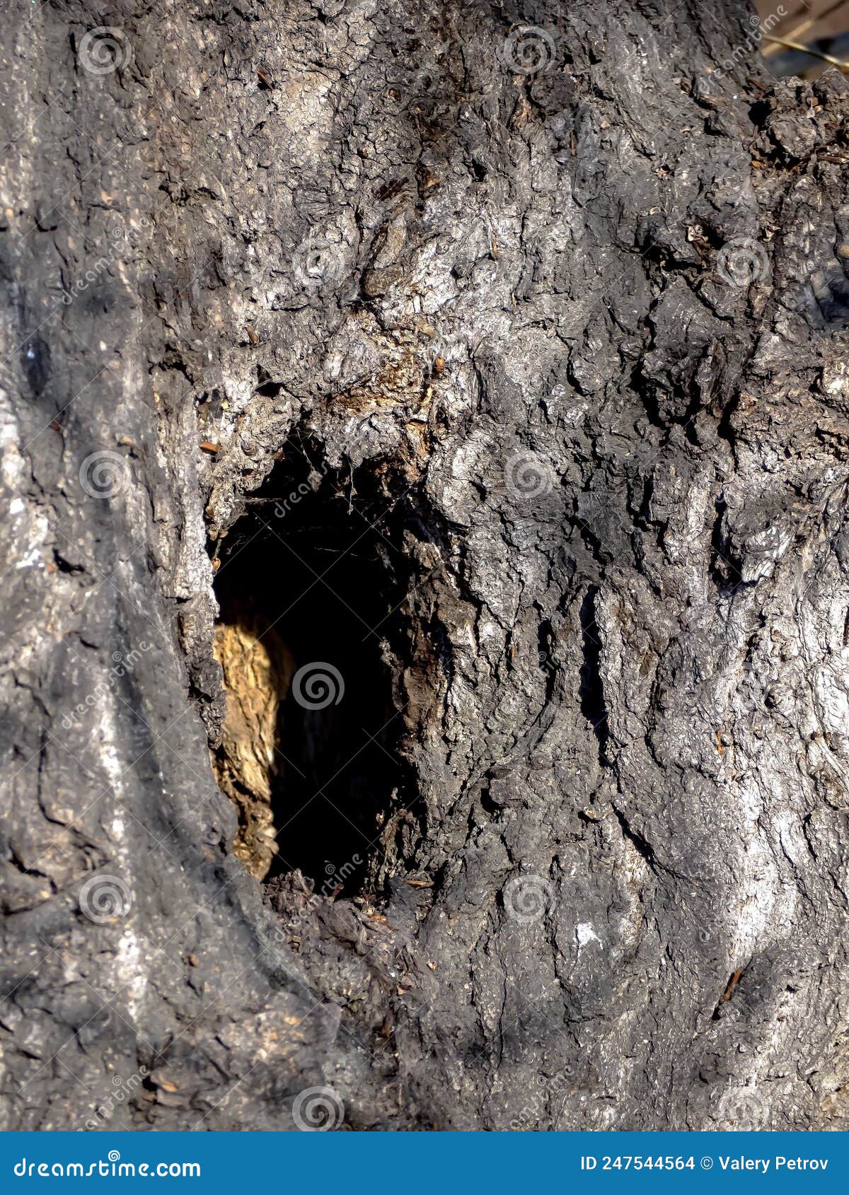 Hollow in the Trunk of a Large Old Tree Stock Photo - Image of natural ...
