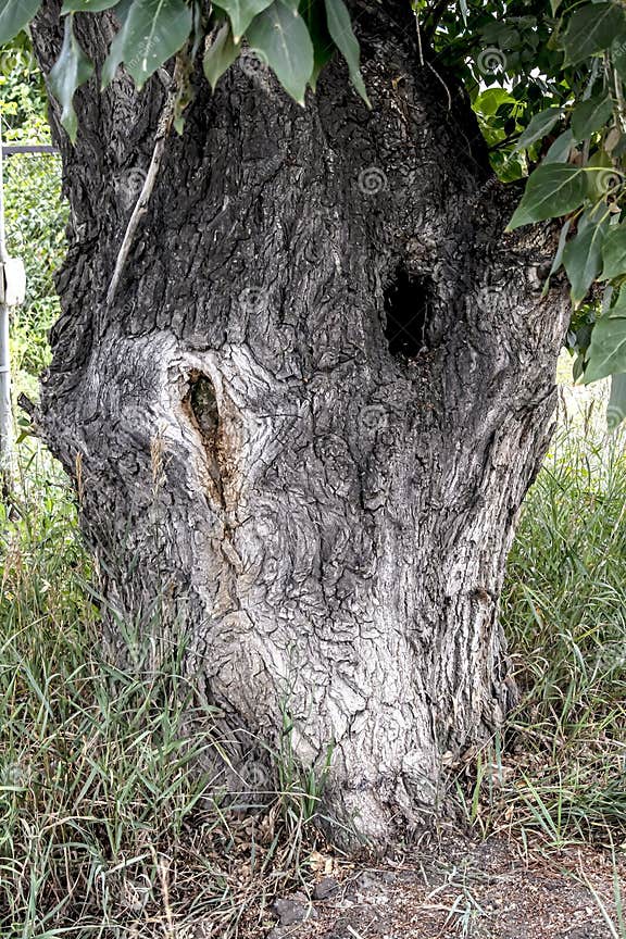 Hollow in the Trunk of a Large Old Tree Stock Photo - Image of ...