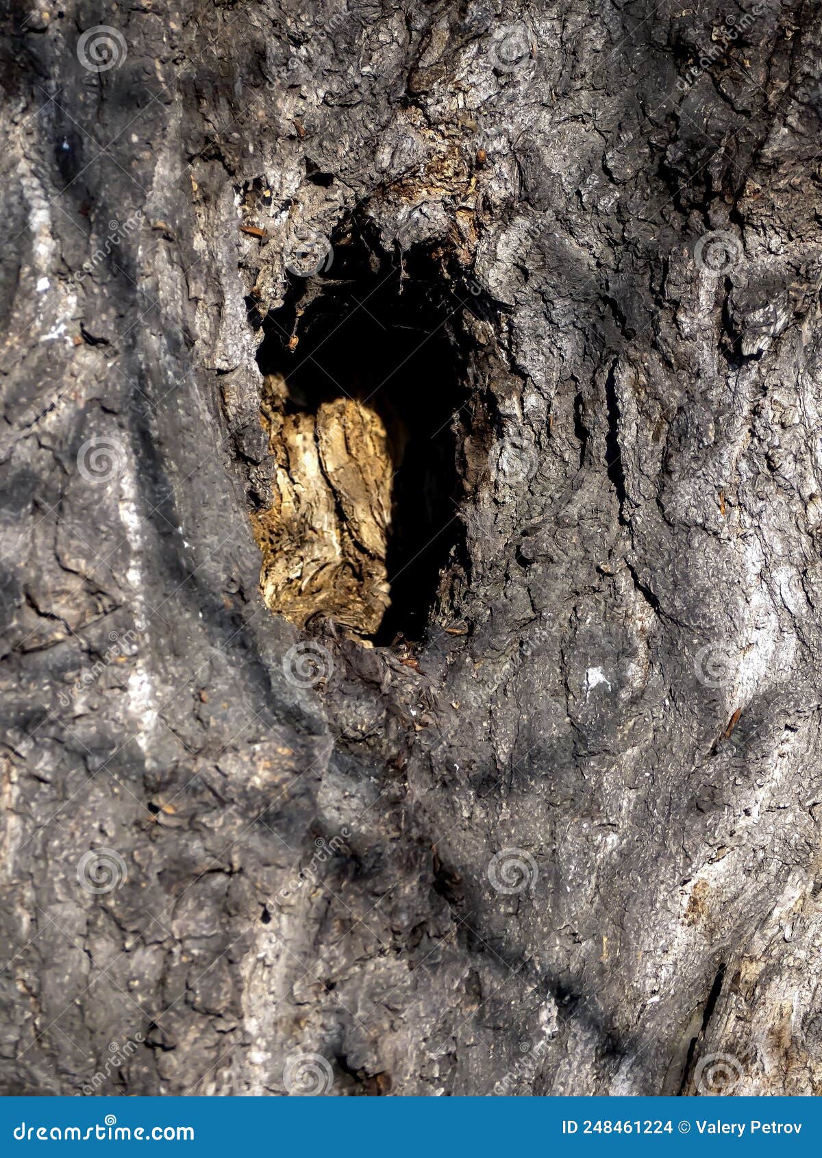 Hollow in the Trunk of a Large Old Tree Stock Photo - Image of cavity ...