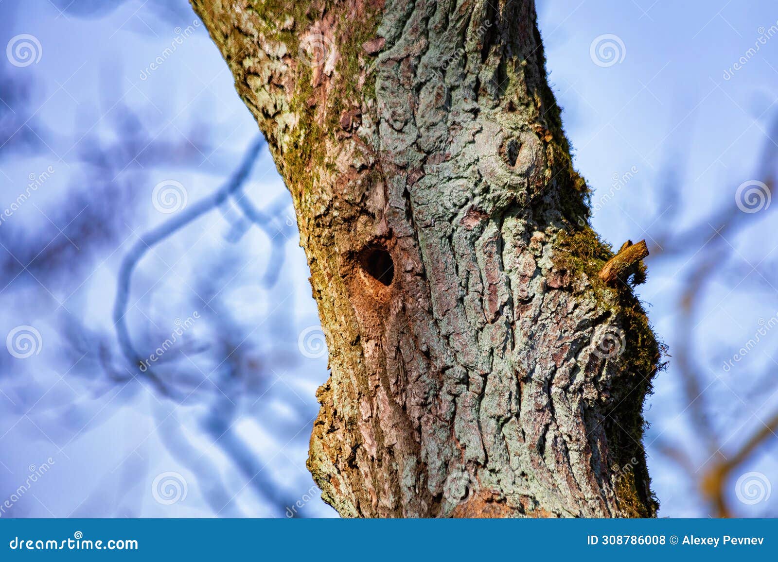 Hollow in the Trunk of One of the Deciduous Trees in Early Spring Stock ...